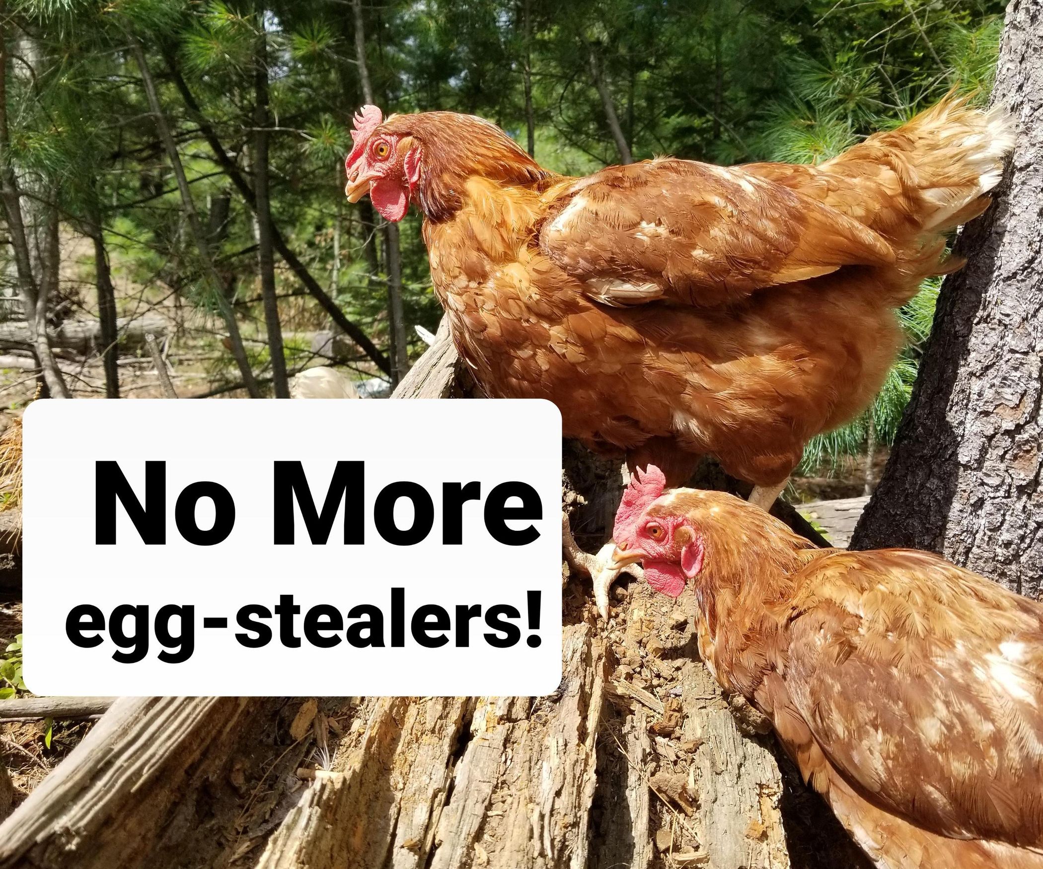 How to Get Rid of Chicken and Predators Stealing Your Eggs! : 6 Steps ...