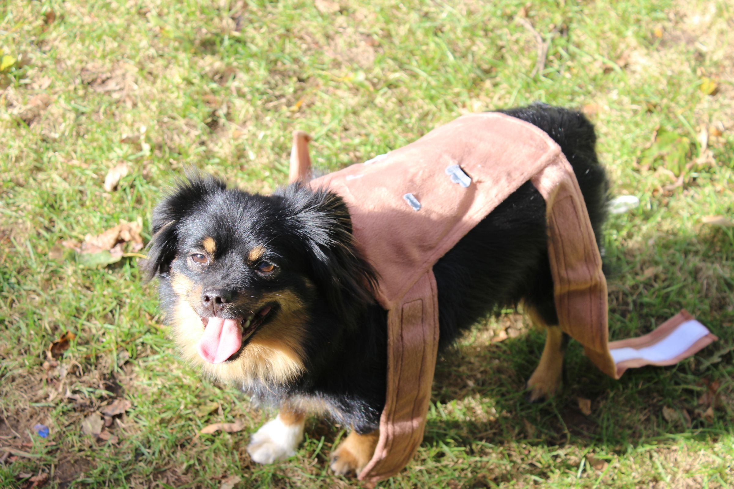 Diglett Dog Costume : 14 Steps (with Pictures) - Instructables