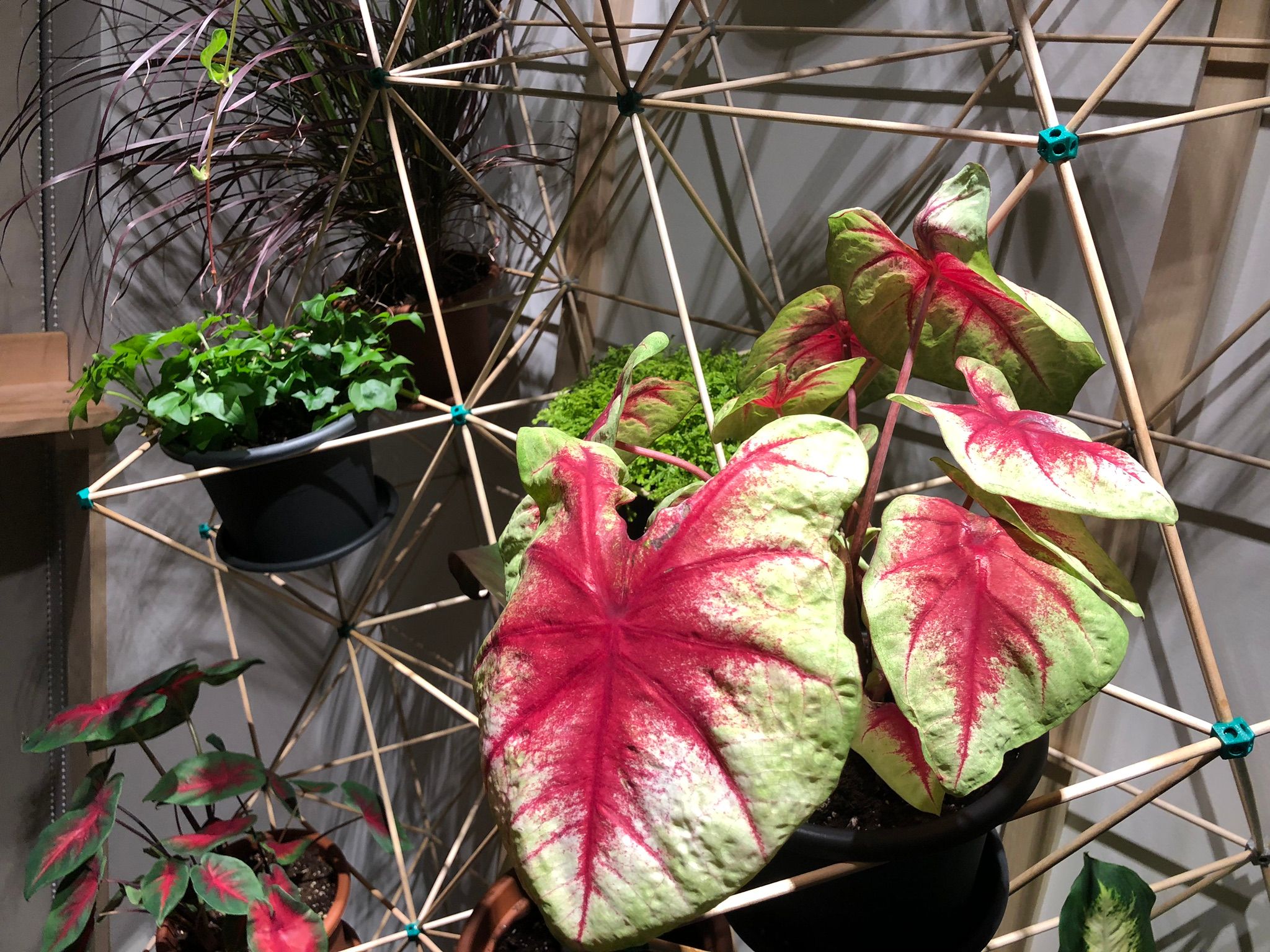 Green Wall Lattice : 8 Steps (with Pictures) - Instructables