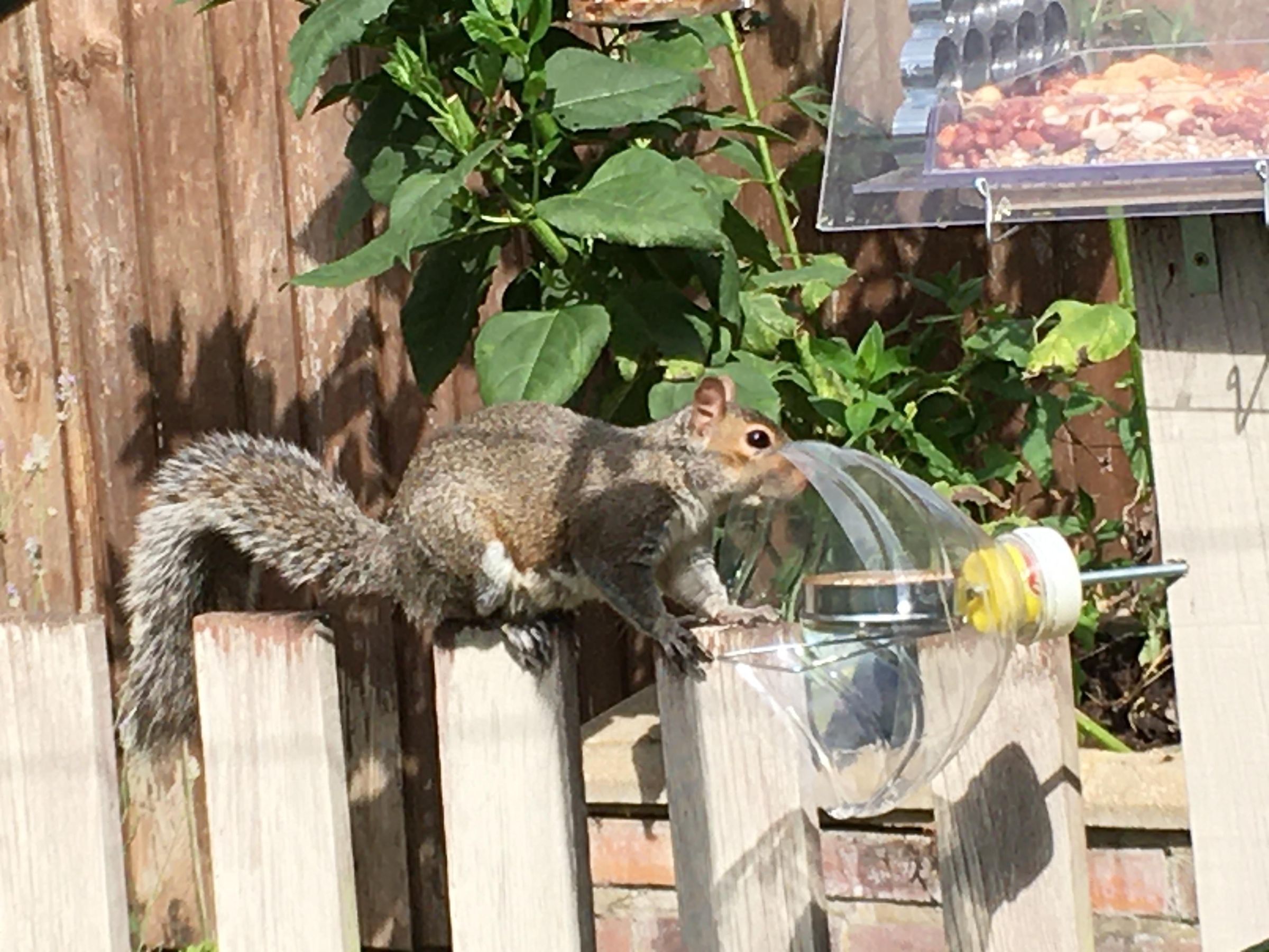Squirrel Proof Bird Feeder Challenge : 43 Steps (with Pictures ...