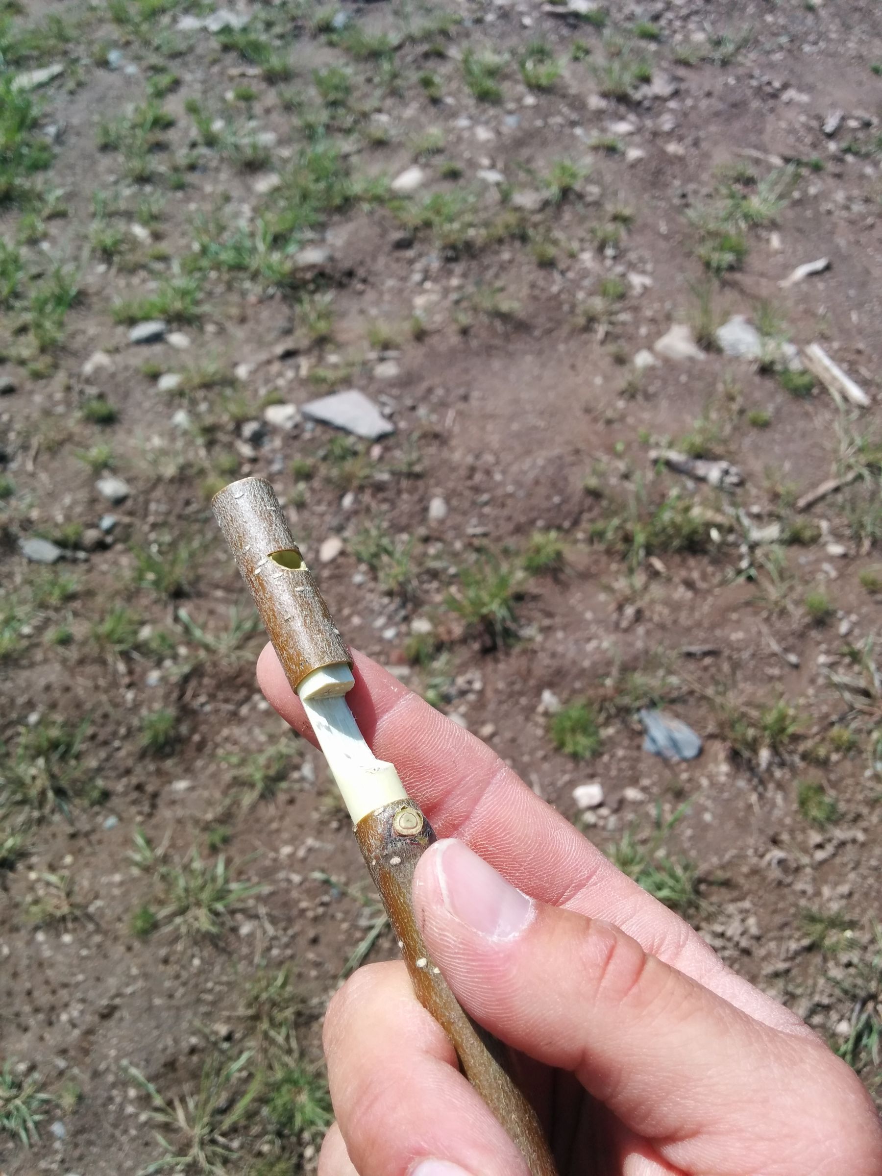 Stick Bark Whistle : 10 Steps (with Pictures) - Instructables