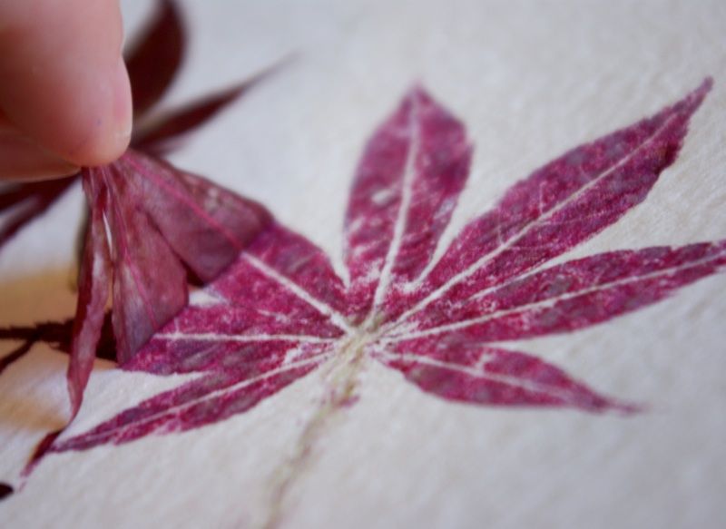 Hammered Leaf and Flower Prints : 12 Steps (with Pictures) - Instructables