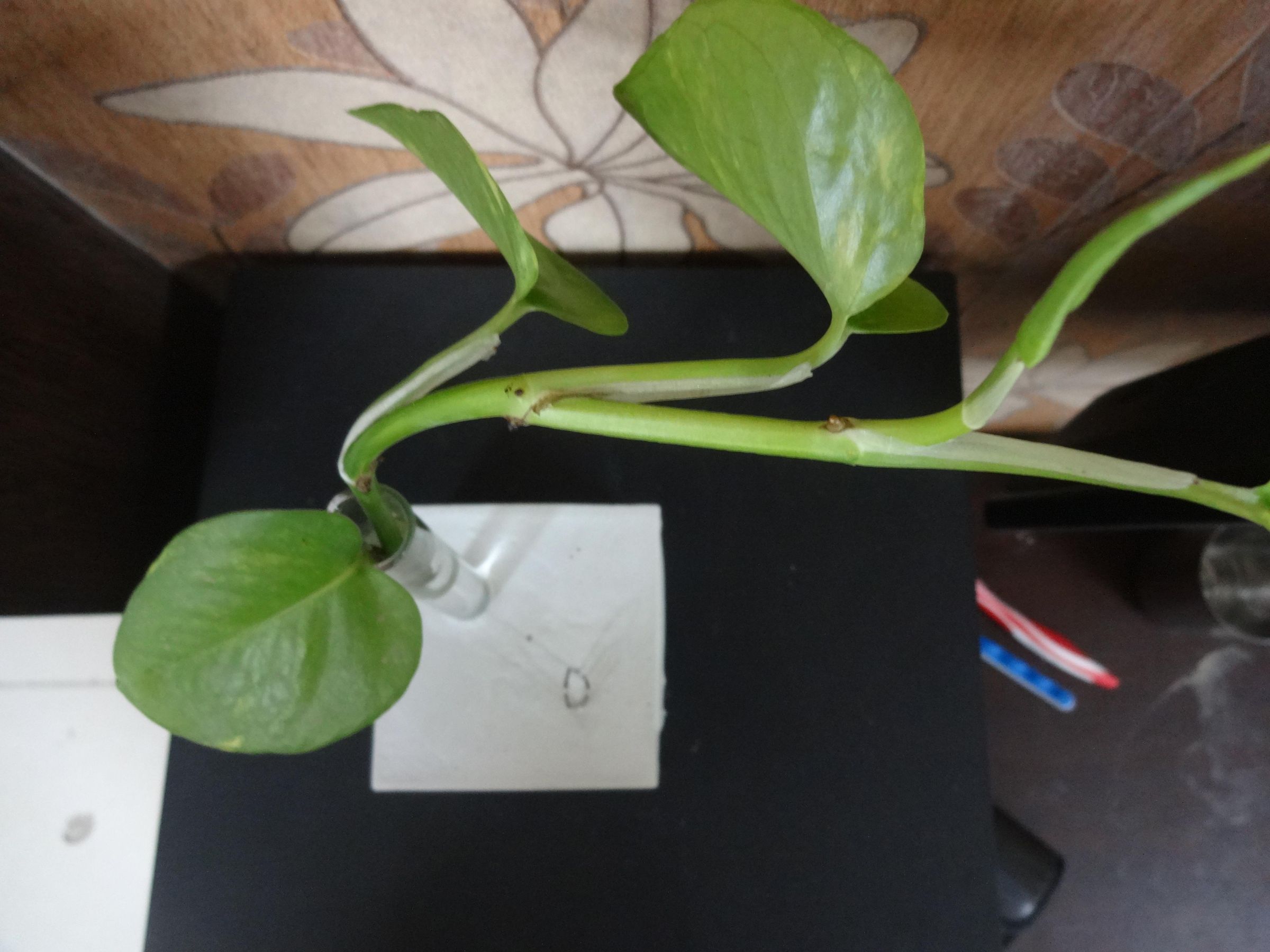 Diy Test Tube Planter : 5 Steps - Instructables