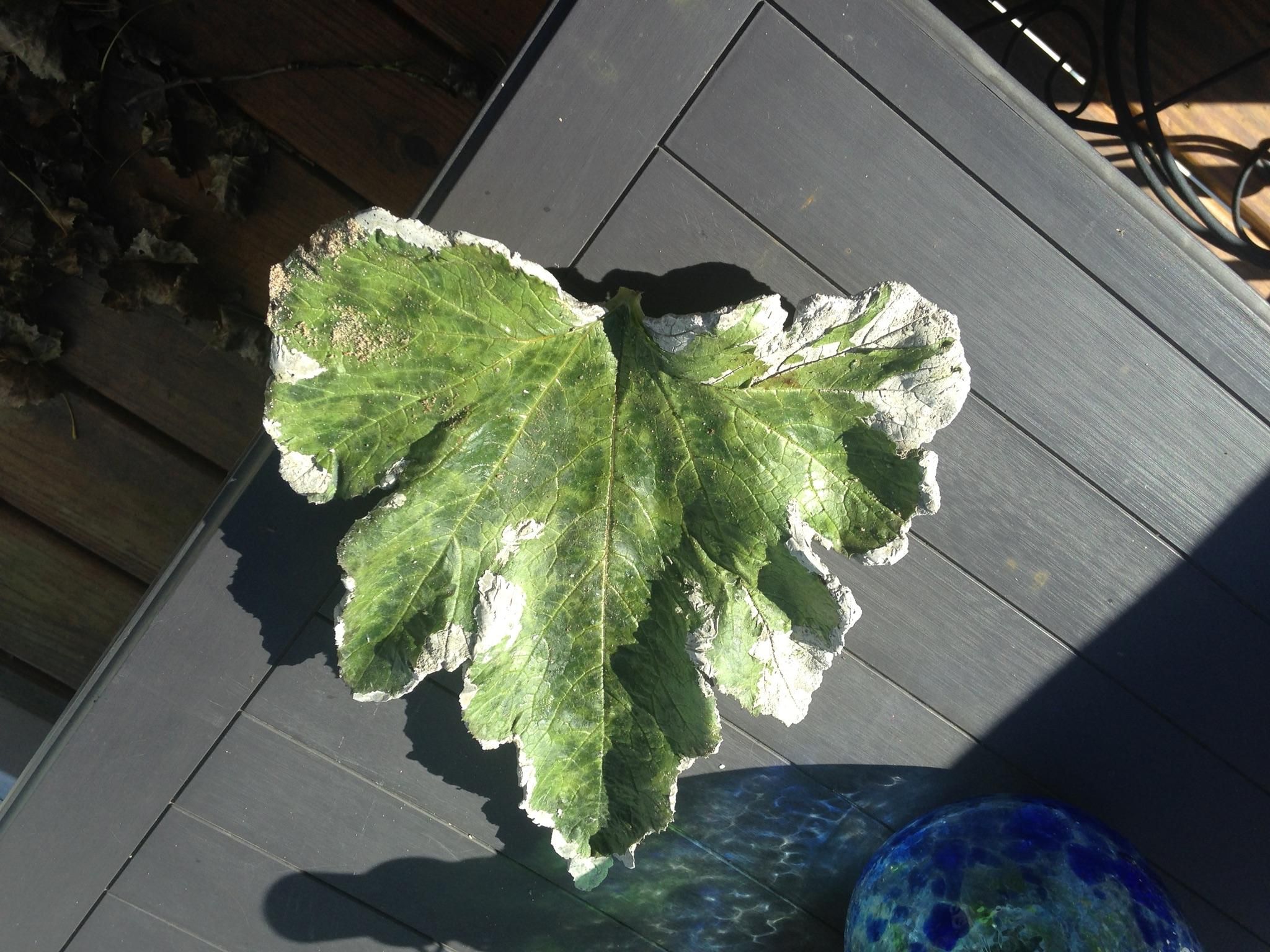 Cement Leaf Casting : 8 Steps (with Pictures) - Instructables