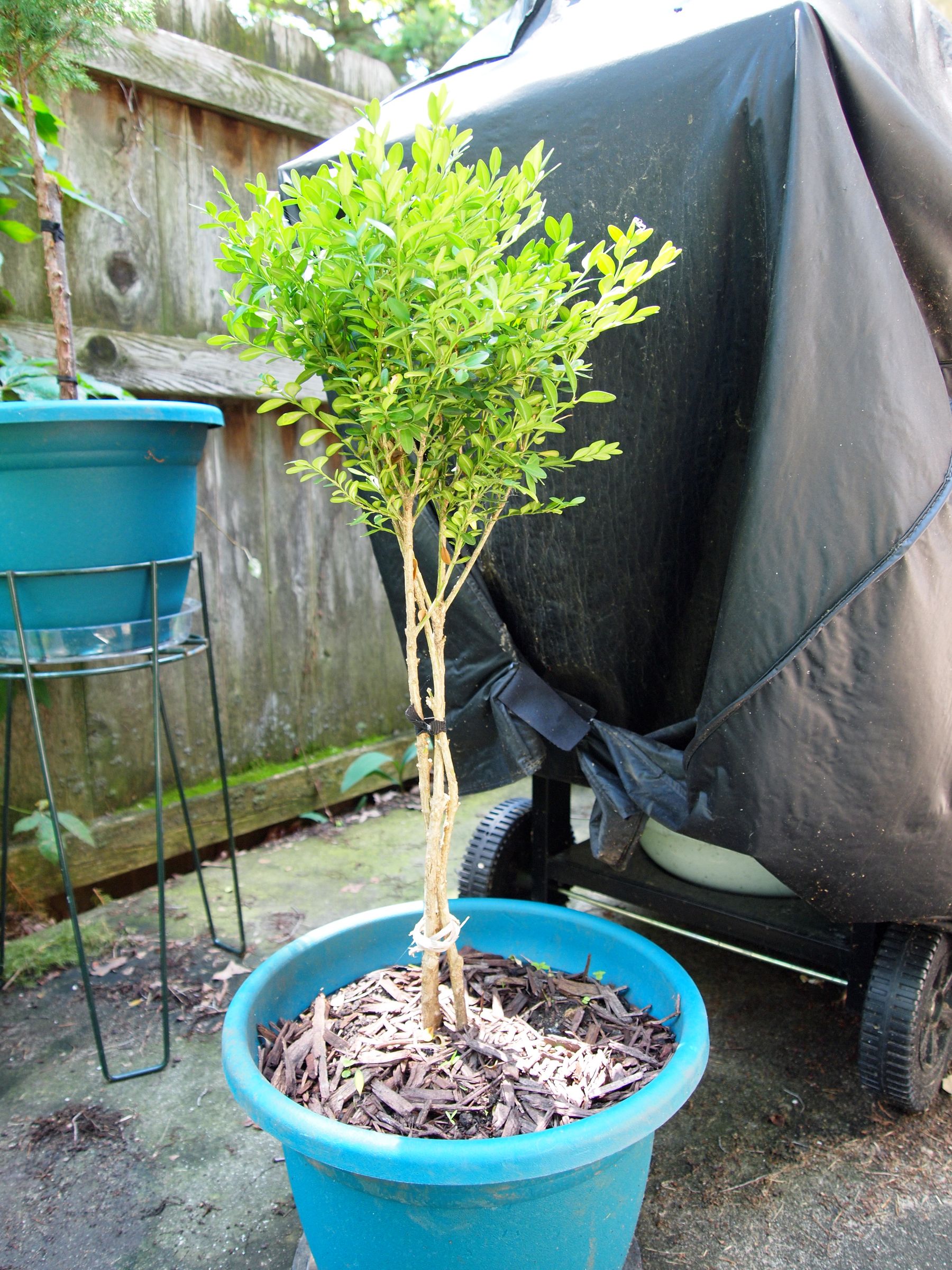 Container Topiary : 4 Steps - Instructables