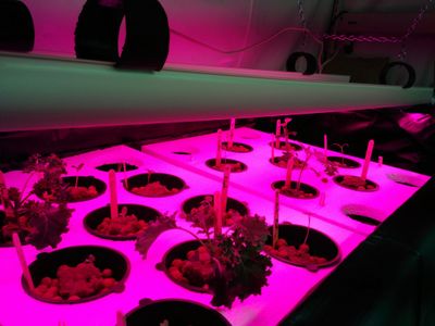 How to Build a Basement Hydroponic Garden : 20 Steps - Instructables