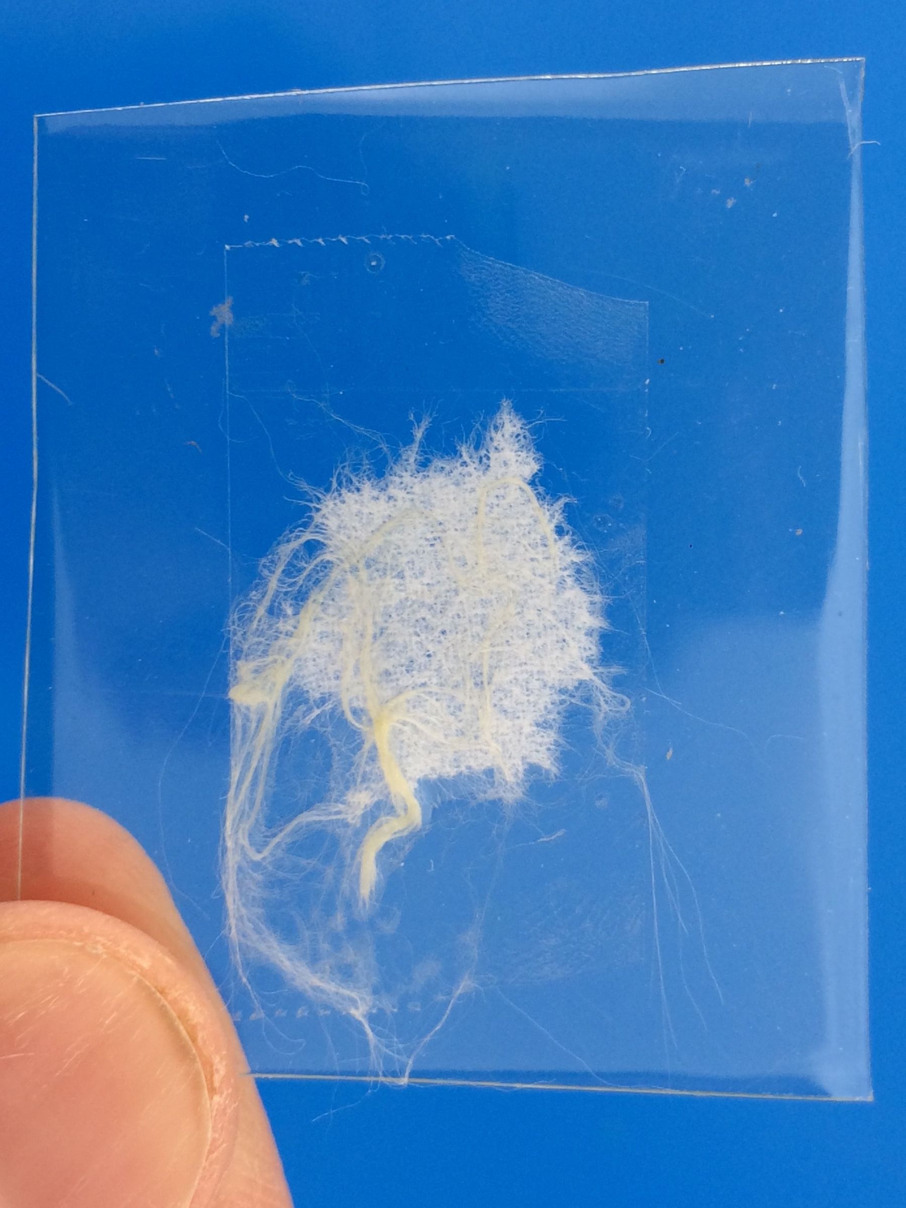 Low-cost Fluorescence and Brightfield Microscopes : 9 Steps (with ...