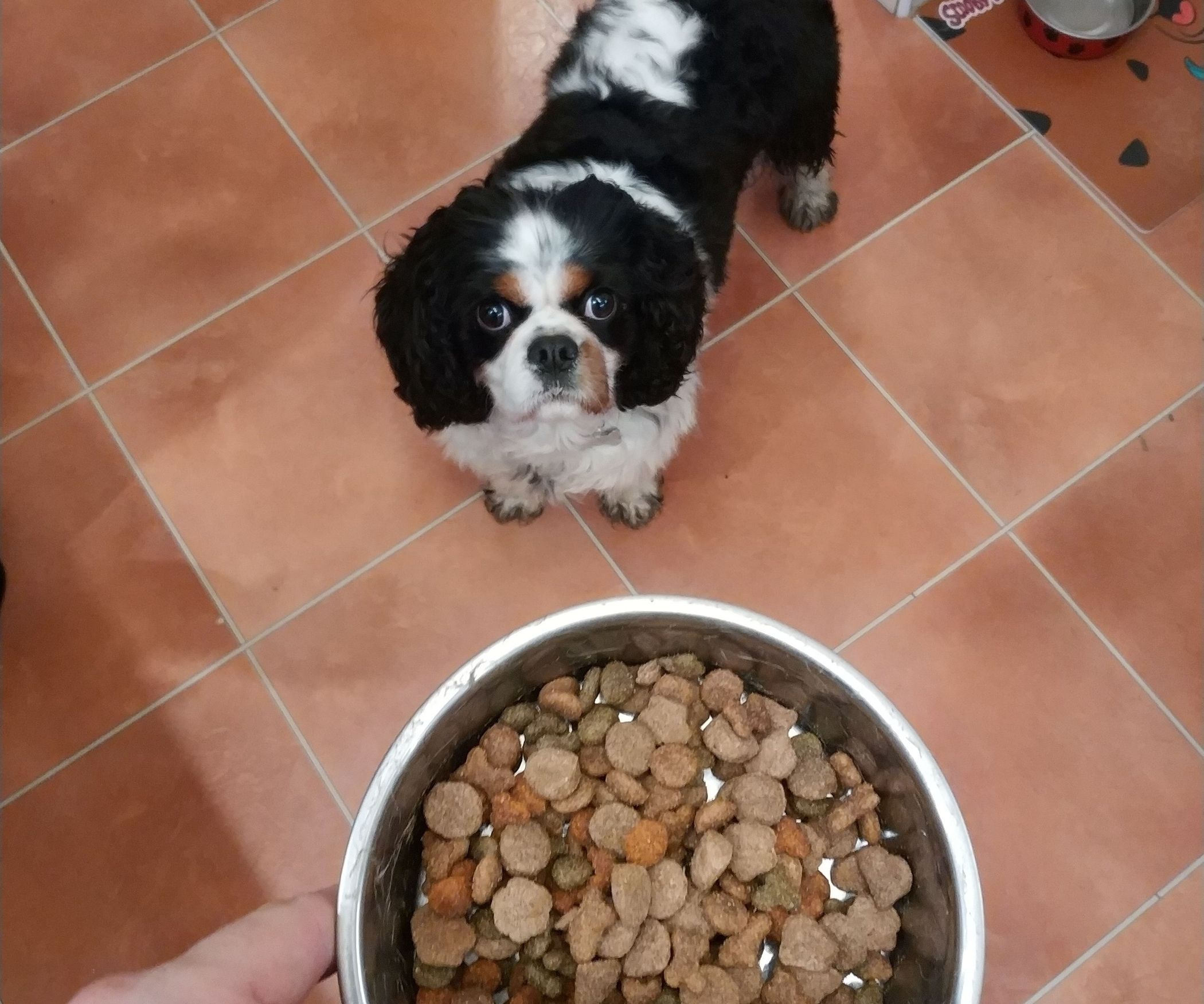 Doggo Meal Prep : 4 Steps - Instructables