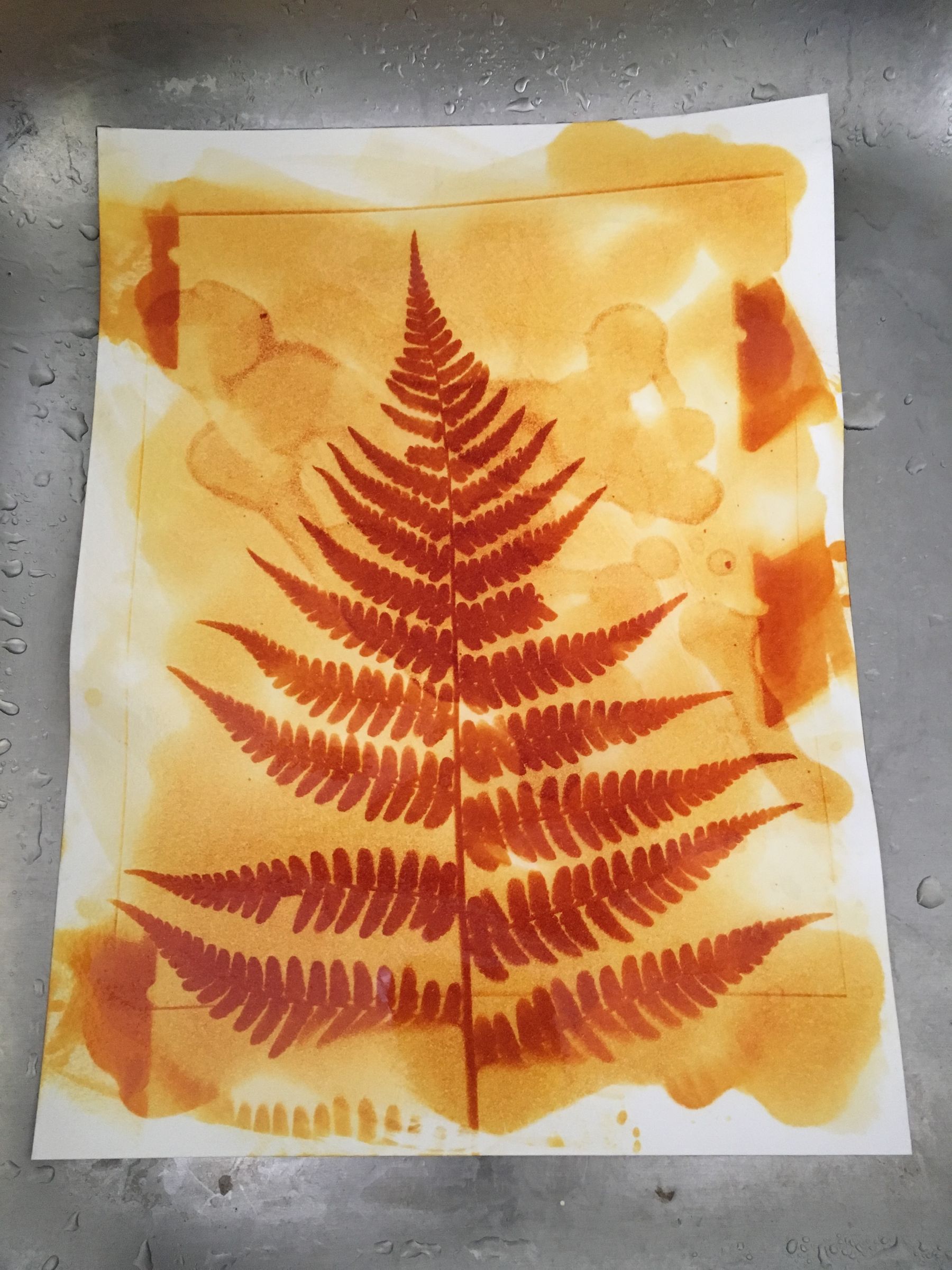 Alternative Photography: Anthotype & Cyanotype : 5 Steps (with Pictures ...
