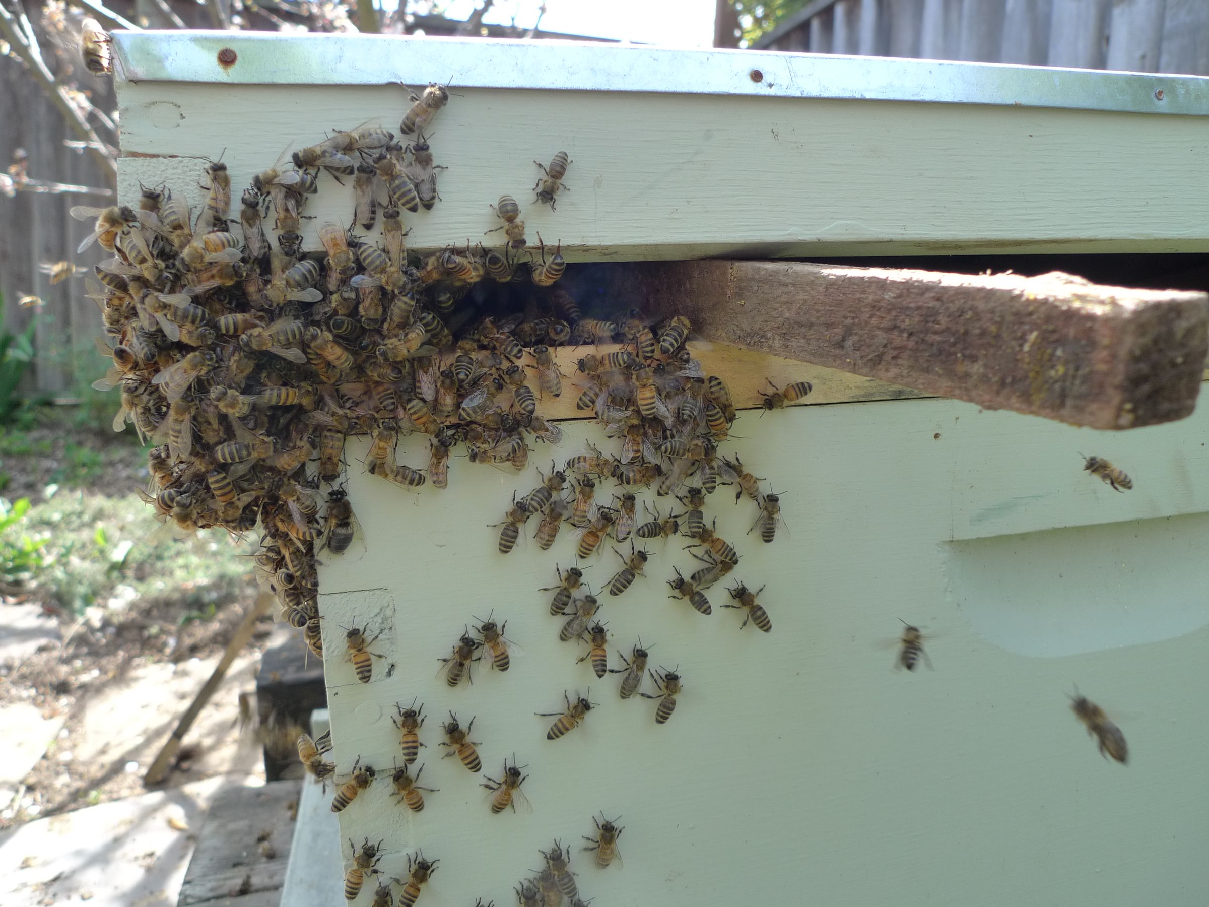 Collecting a Bee Swarm : 6 Steps (with Pictures) - Instructables