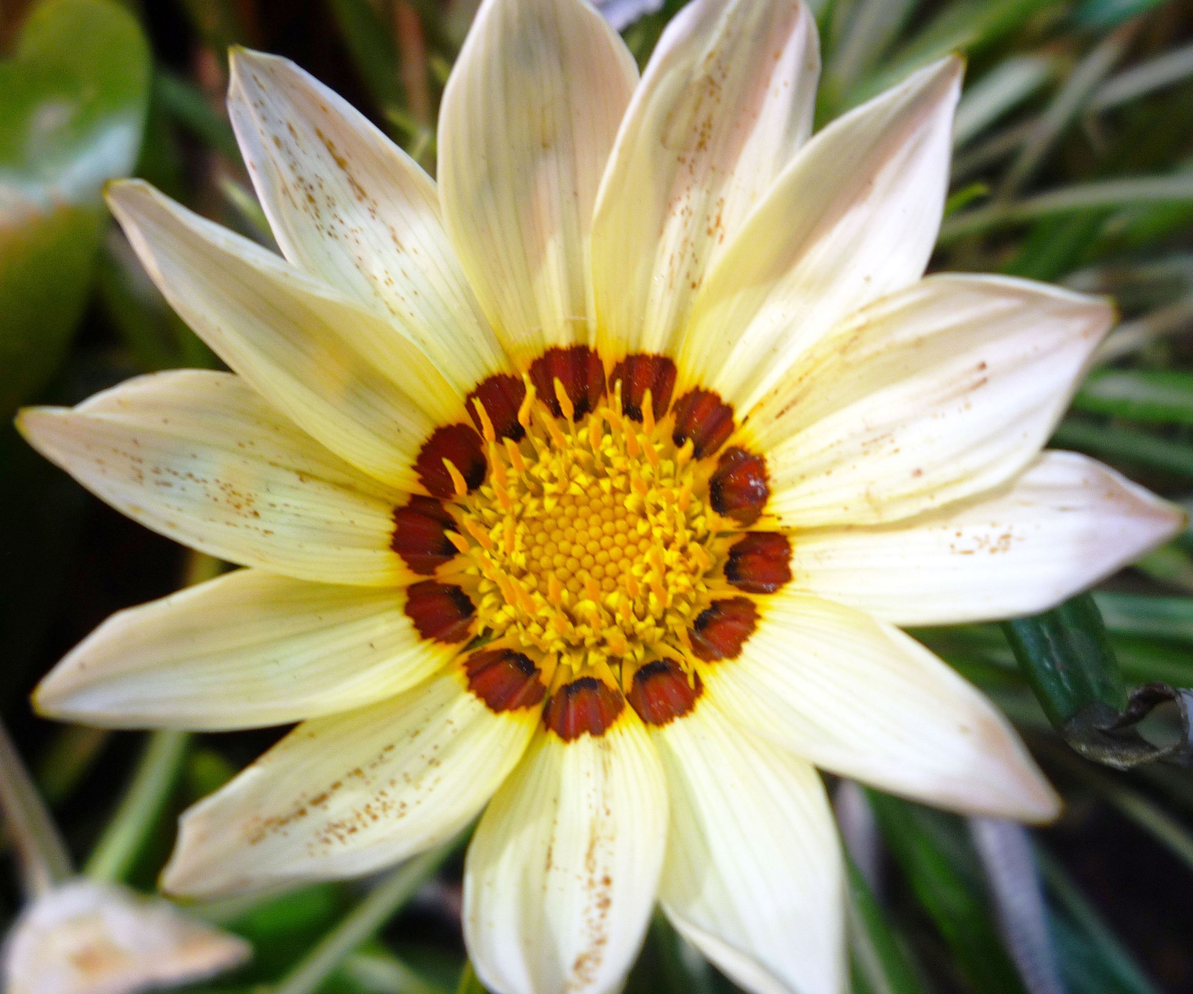 How to Photograph Flowers : 5 Steps (with Pictures) - Instructables