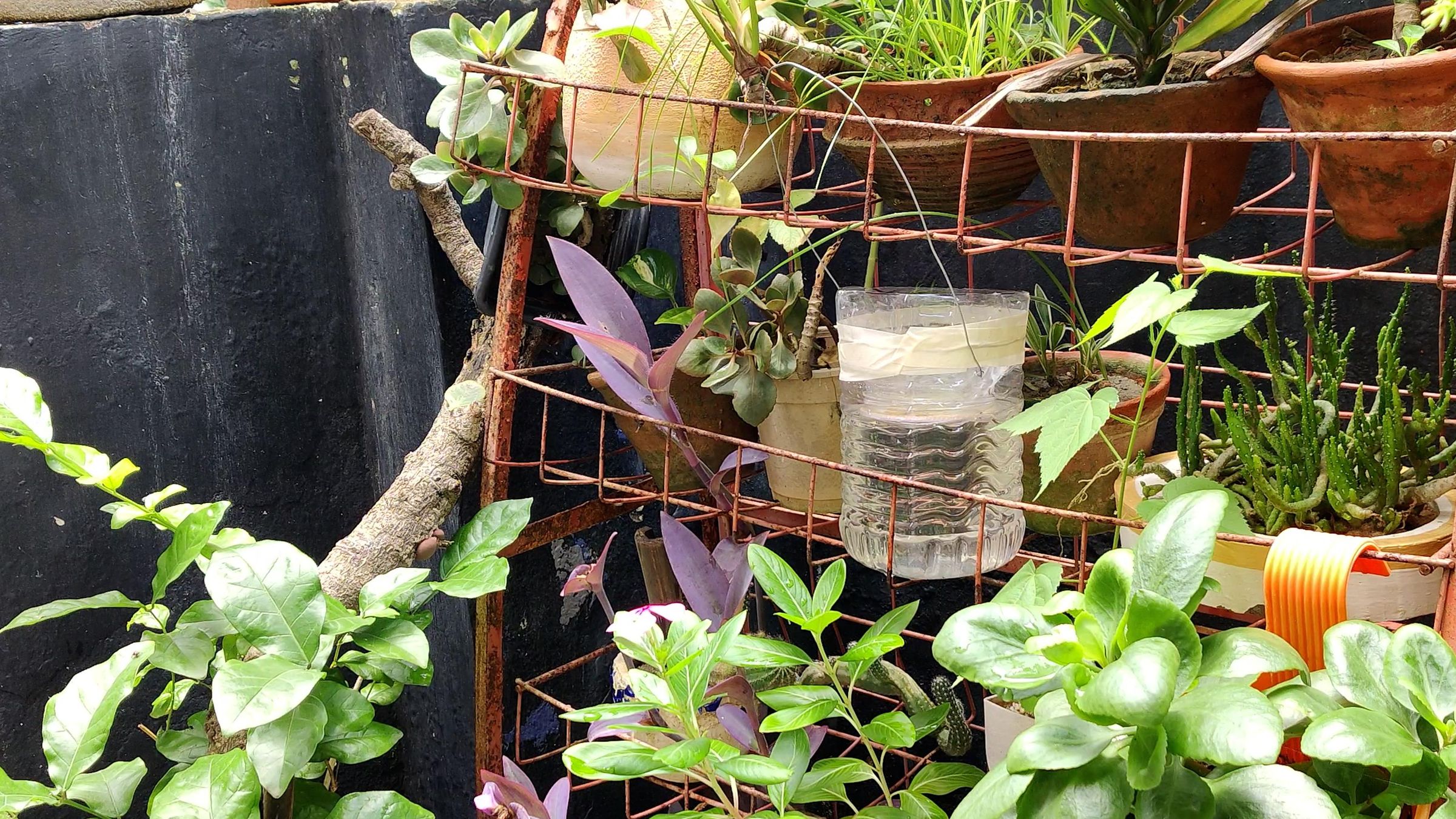 Monsoon Mosquito Control - DIY Ovitraps to Reduce Mosquito Populations ...