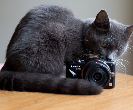 Cat Collar Camera : 10 Steps - Instructables