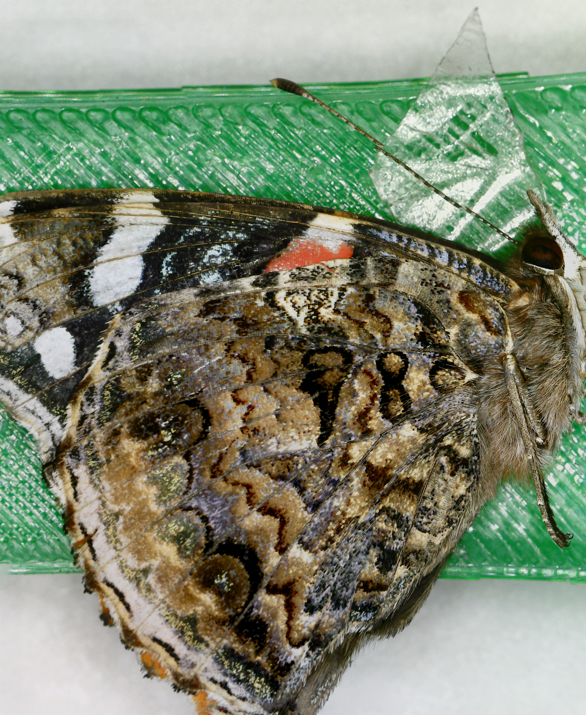 LadyBug: a Motorized Microscope and 3D Scanner for Very Small Things ...