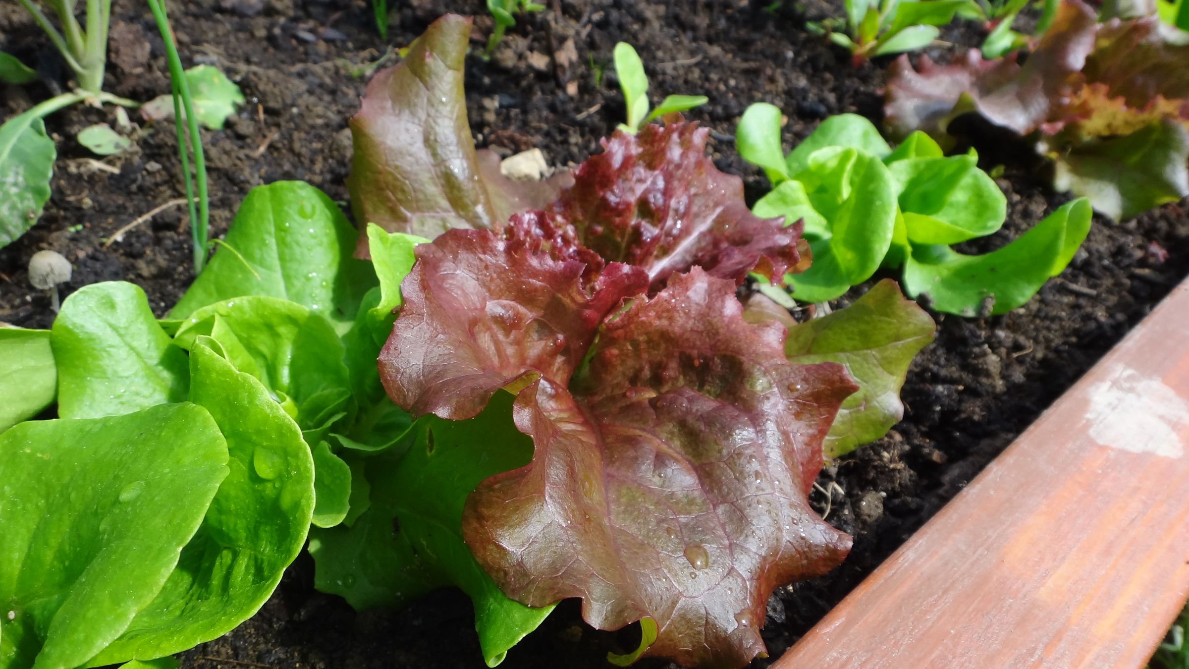 Gardening for the Beginner - How to Grow Lettuce - Instructables