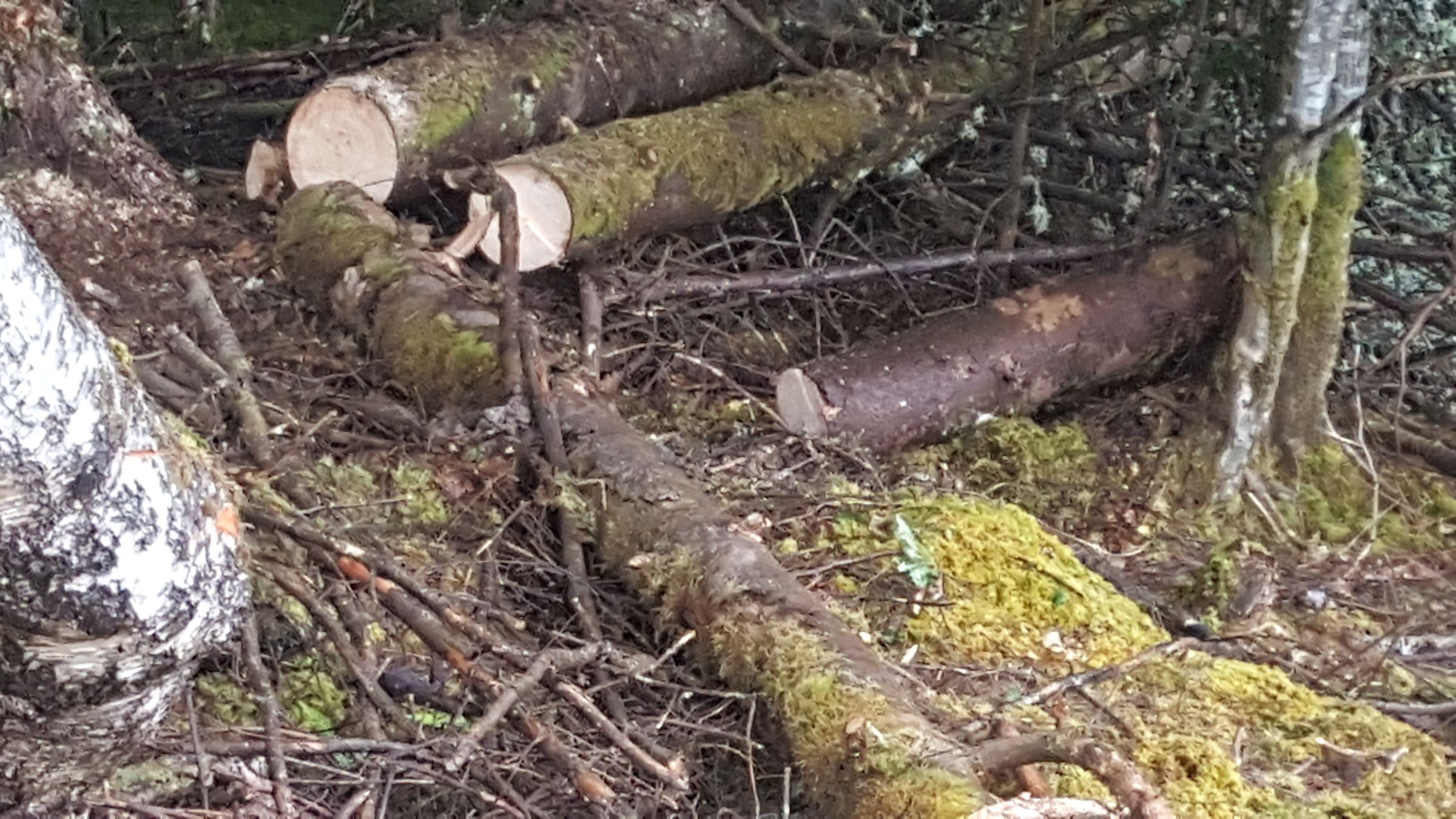 Log Pallet Bridge Introduction and Information : 13 Steps (with ...