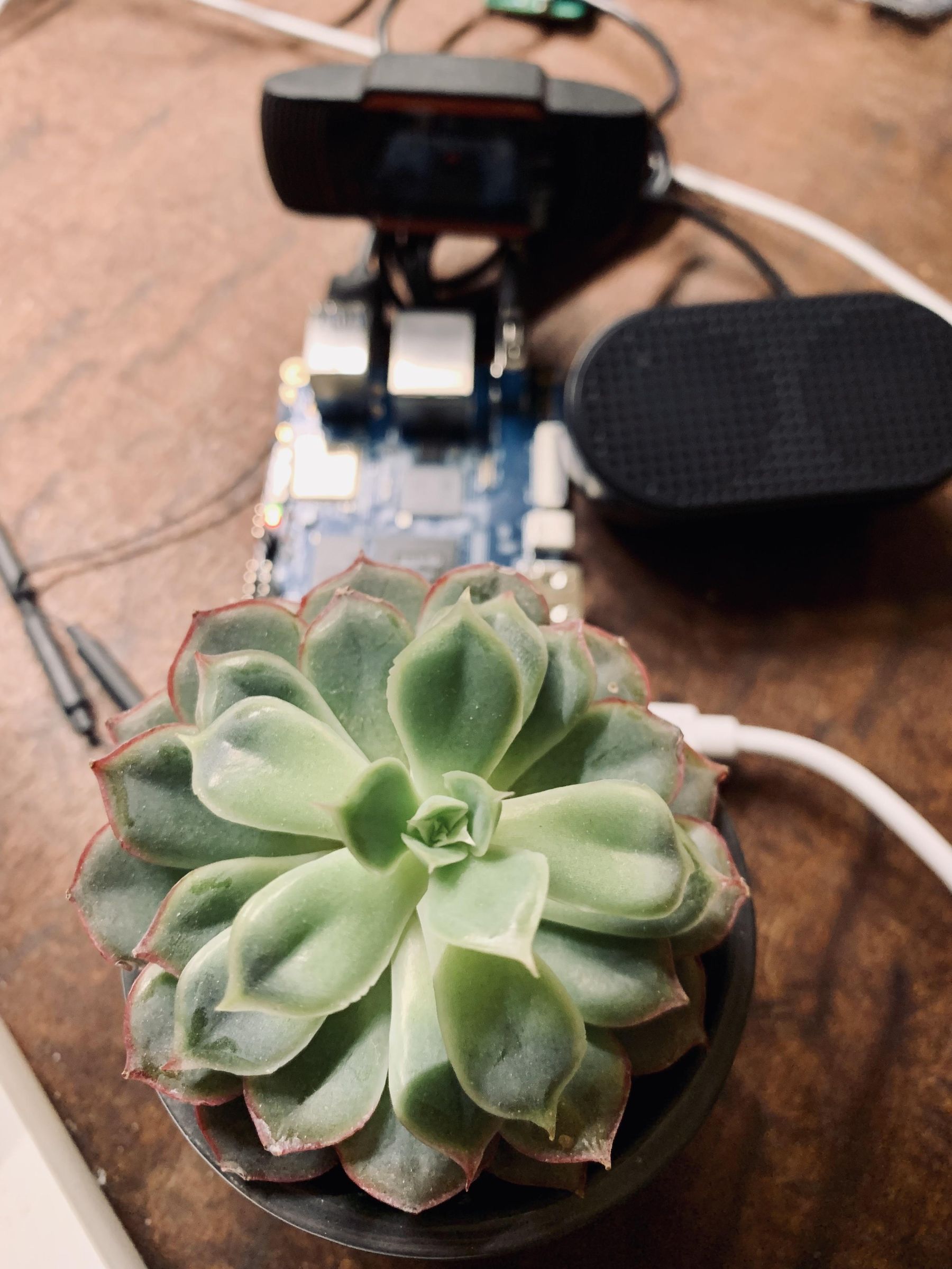 Practical AI - a Local LLM and Machine Learning for Plant Care (in Less ...