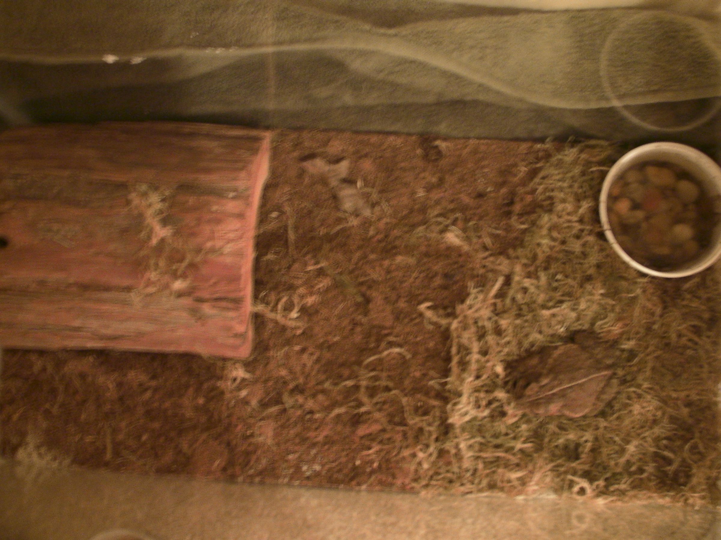 Proper Care of American Toads (bufo Americanus) : 10 Steps - Instructables