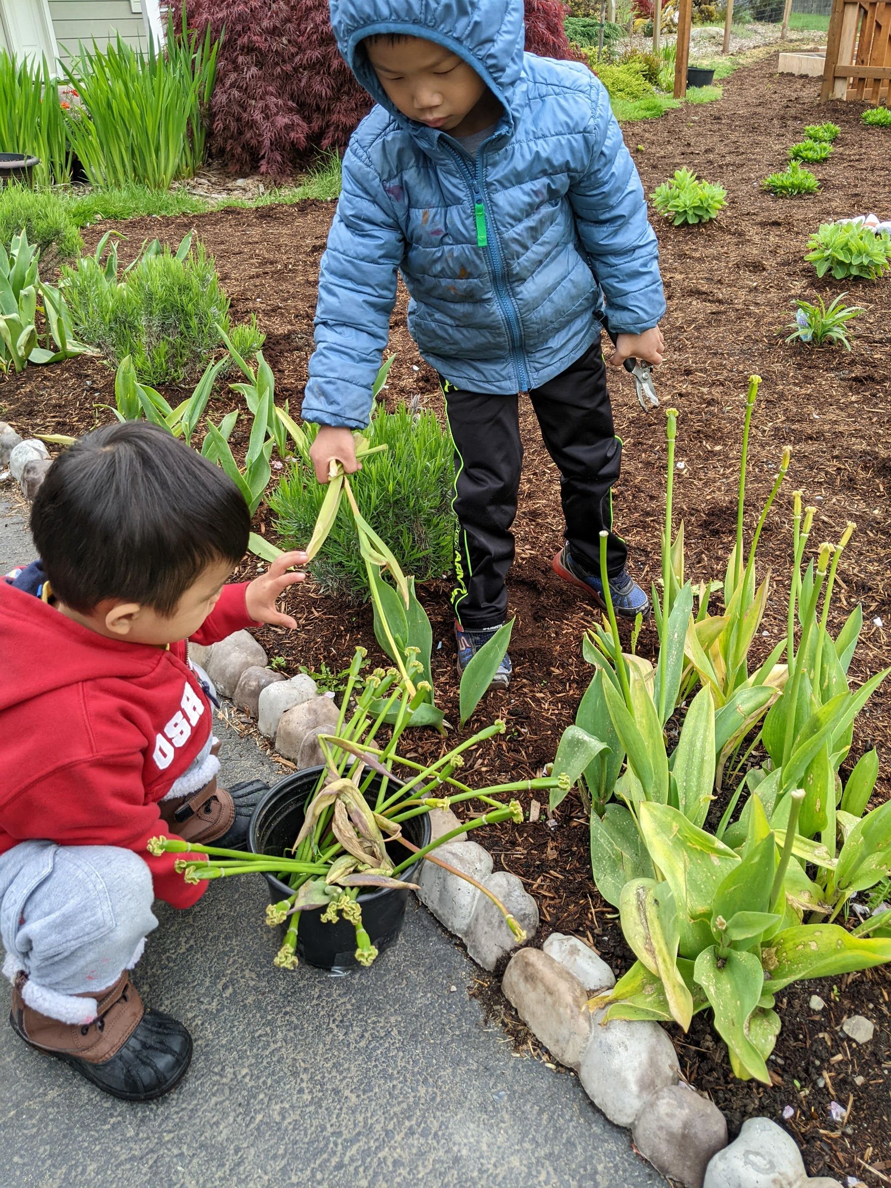 DIY: Transforming My Front Yard From Grass to a Vegetable Garden : 8 ...