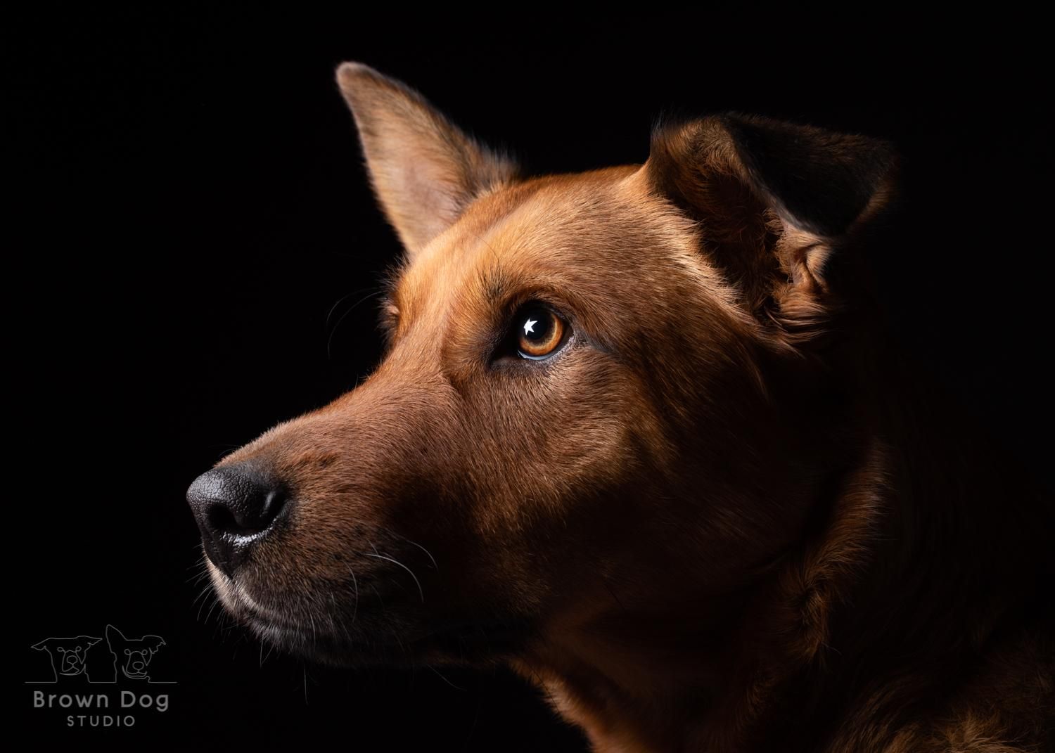 Changing the Shape of Catch Lights in Photography : 7 Steps (with ...
