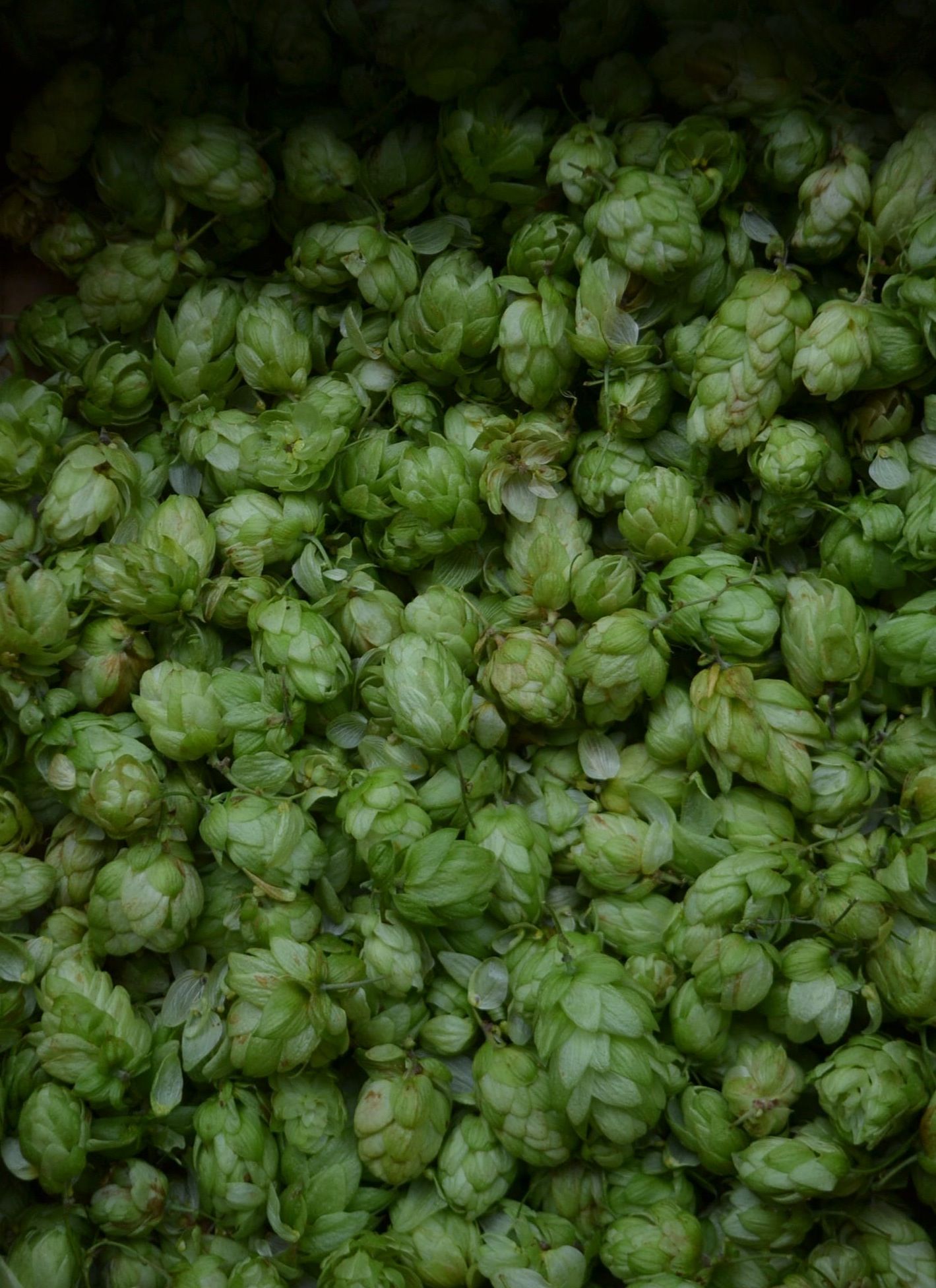 DOUBLE HOP BEER (dry Hopping) : 14 Steps (with Pictures) - Instructables
