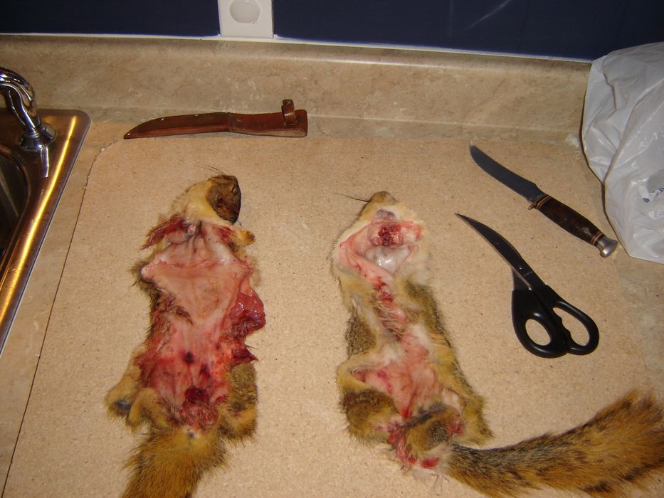 Curing Small Animal Pelts, Squirrels Rabbits Etc.. : 6 Steps ...