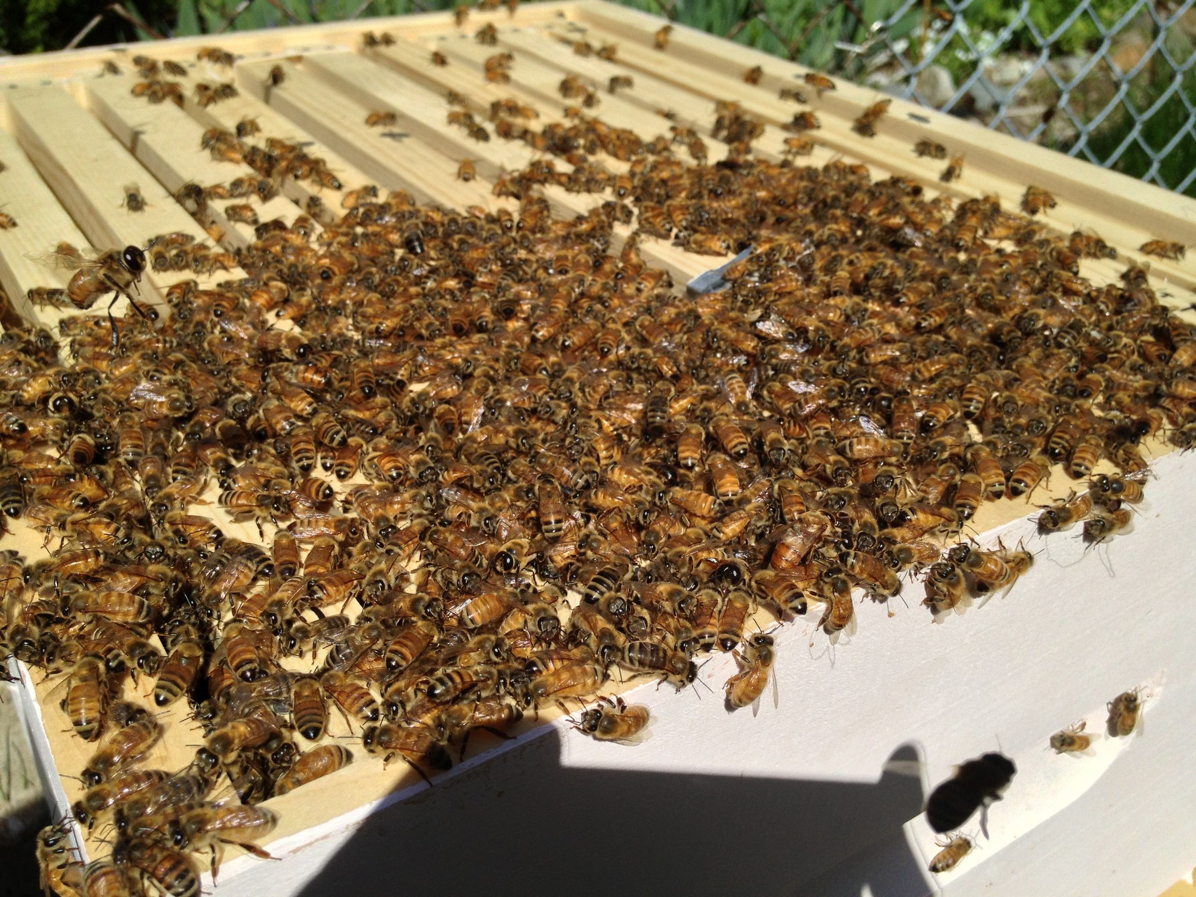 Hive/Install a Bee Colony From a Package : 7 Steps (with Pictures ...