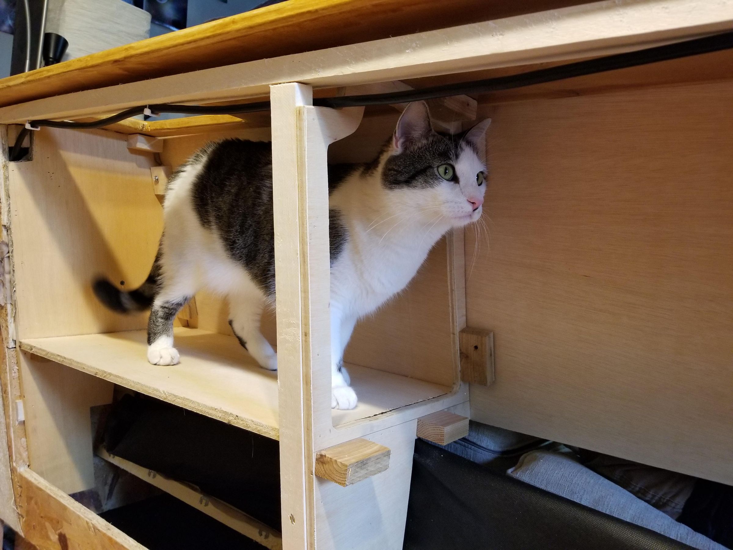 Couch Hack for Your Cat : 14 Steps (with Pictures) - Instructables