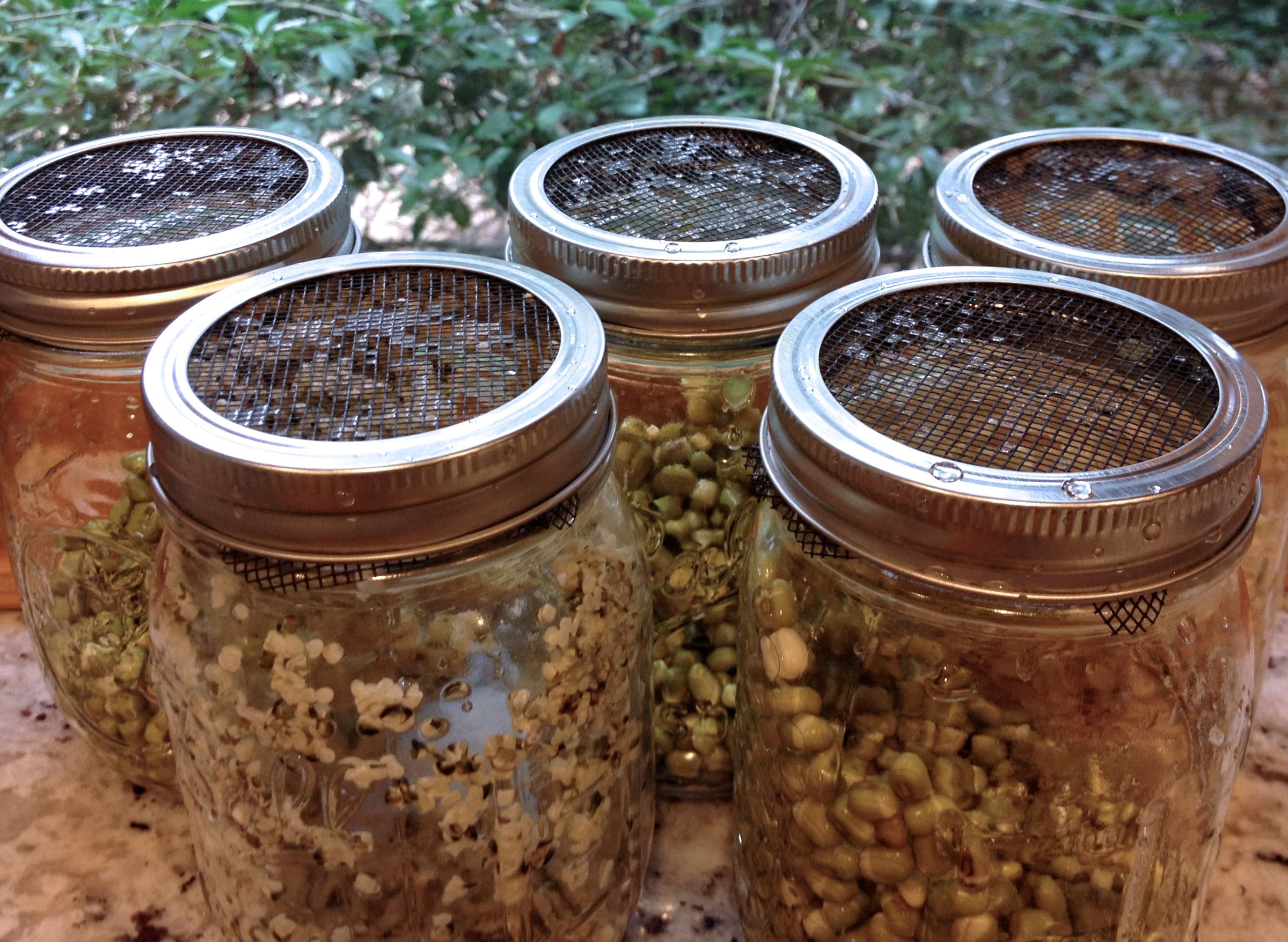 Sprout Jars : 6 Steps (with Pictures) - Instructables