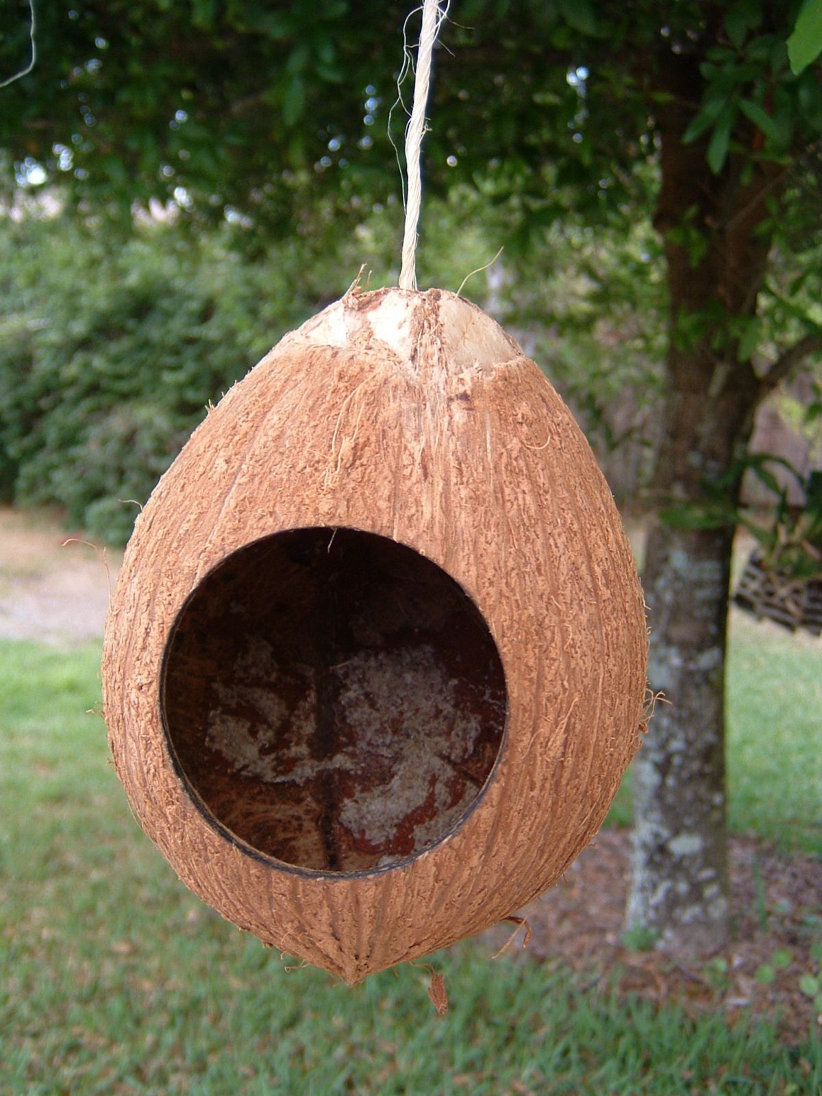 Coconut Birdhouse : 4 Steps (with Pictures) - Instructables