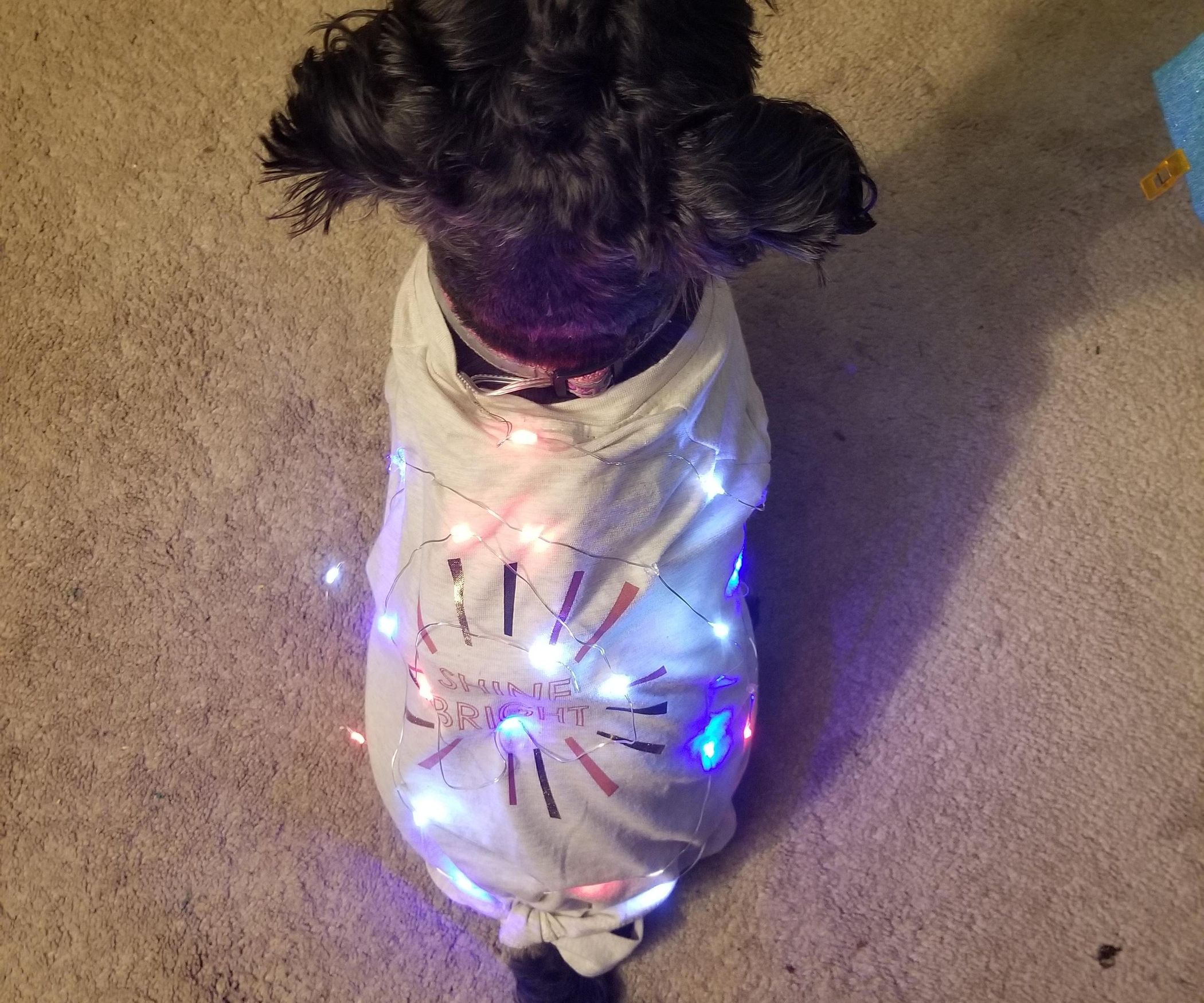 Light-Up Dog Outfit : 4 Steps - Instructables
