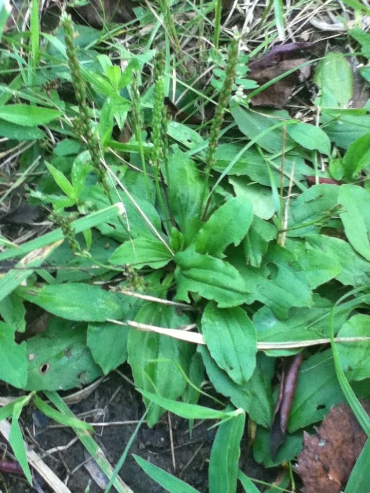 Identifying Edible and Medicinal Plants : 13 Steps (with Pictures ...