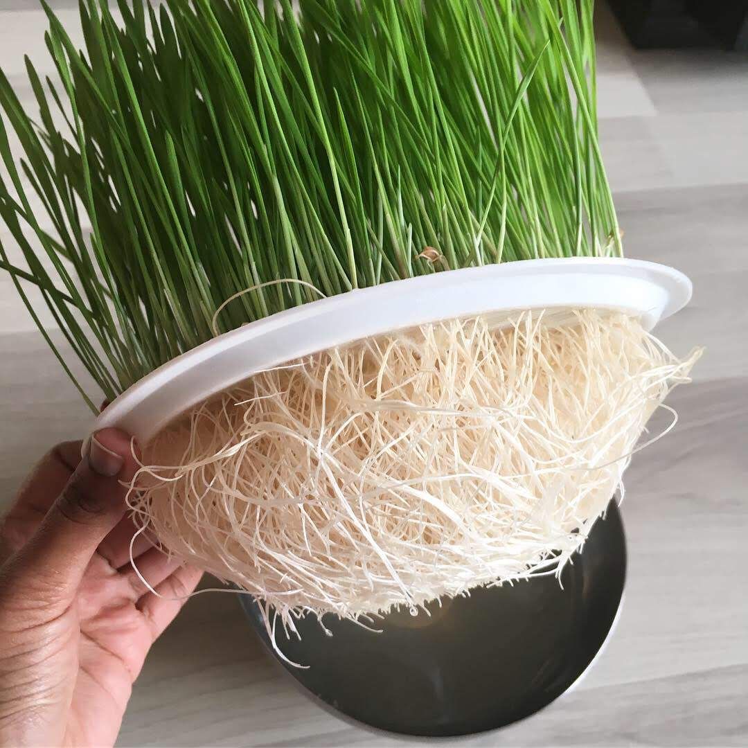 Hydroponic Microgreens Year Round Indoor Garden : 6 Steps (with ...