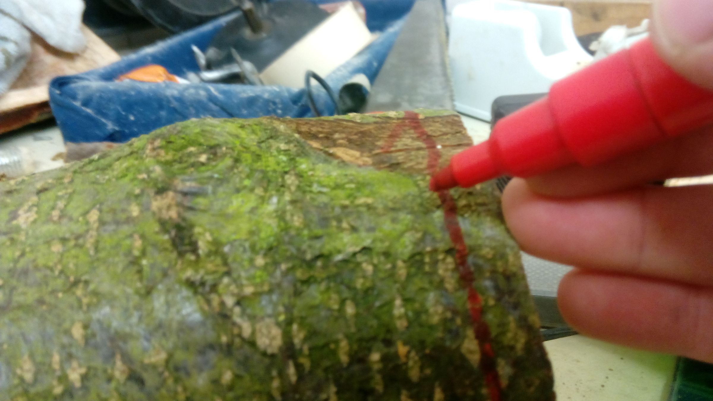 Tree Trunk Trivet (for Starters or Kids) : 4 Steps (with Pictures ...