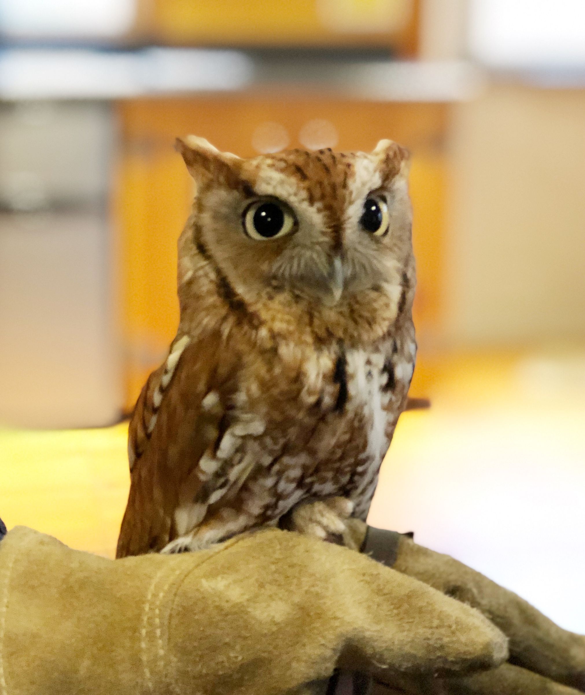 Owl Pellet Dissection Lab Pdf