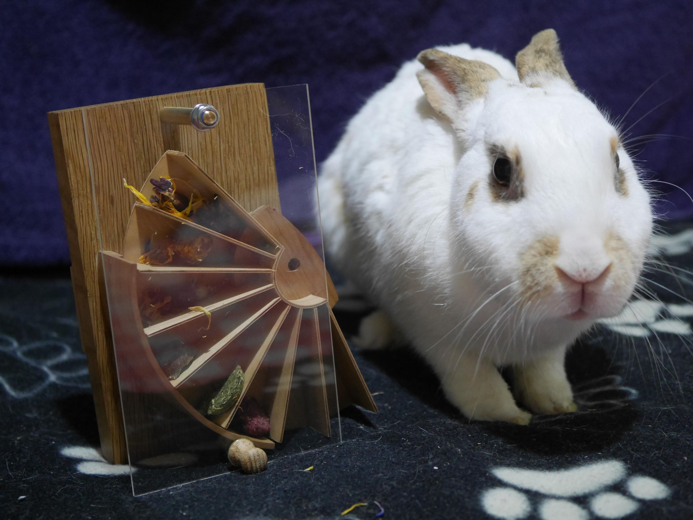 An IoT Pet Treat Dispenser Using the Arduino Nano RP2040 : 6 Steps ...