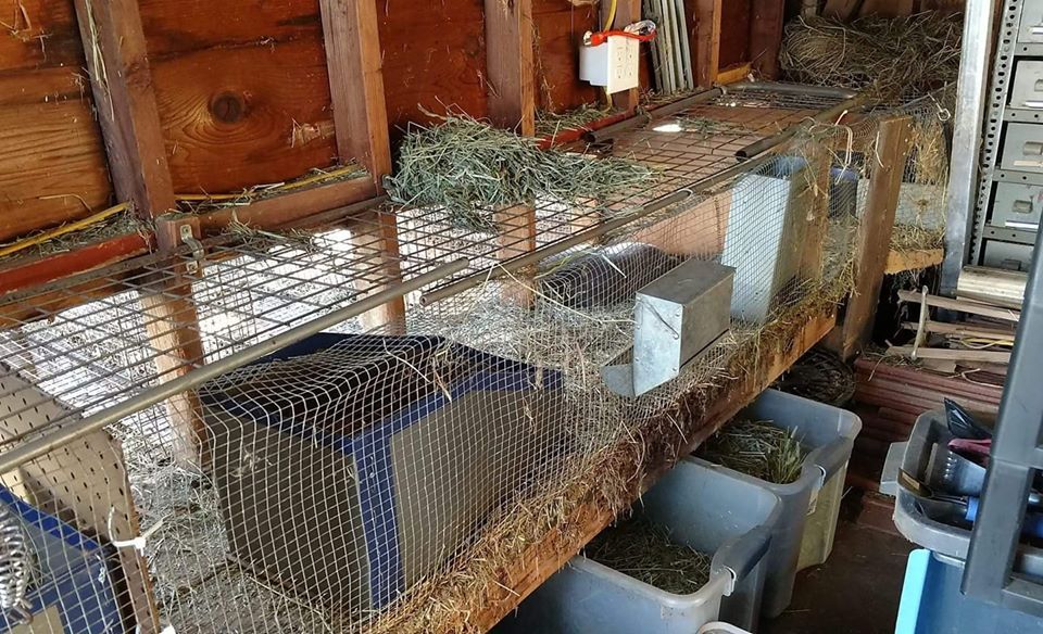 Homemade Rabbit Nest Box