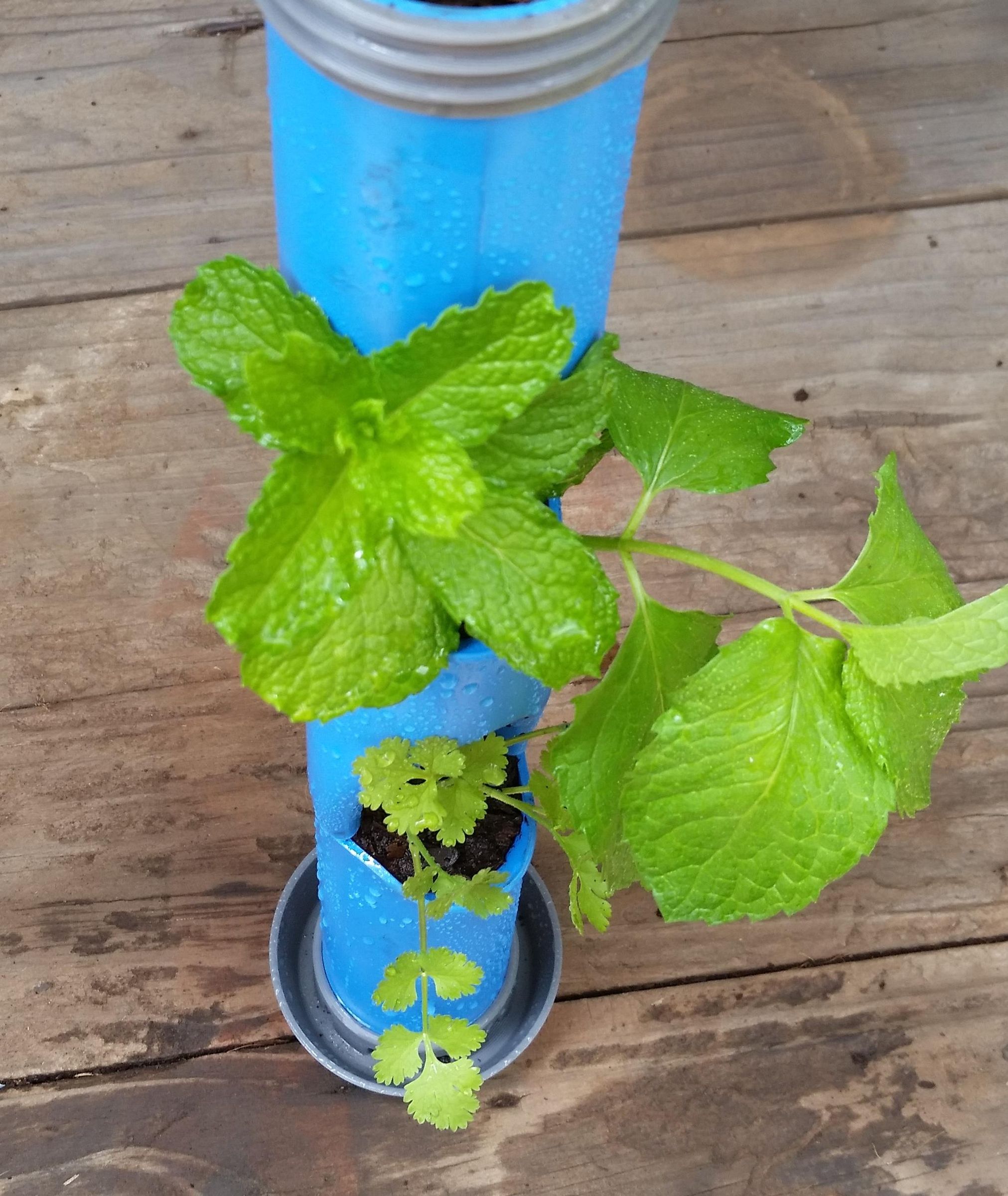 Self Watering PVC Pipe Planter : 10 Steps (with Pictures) - Instructables