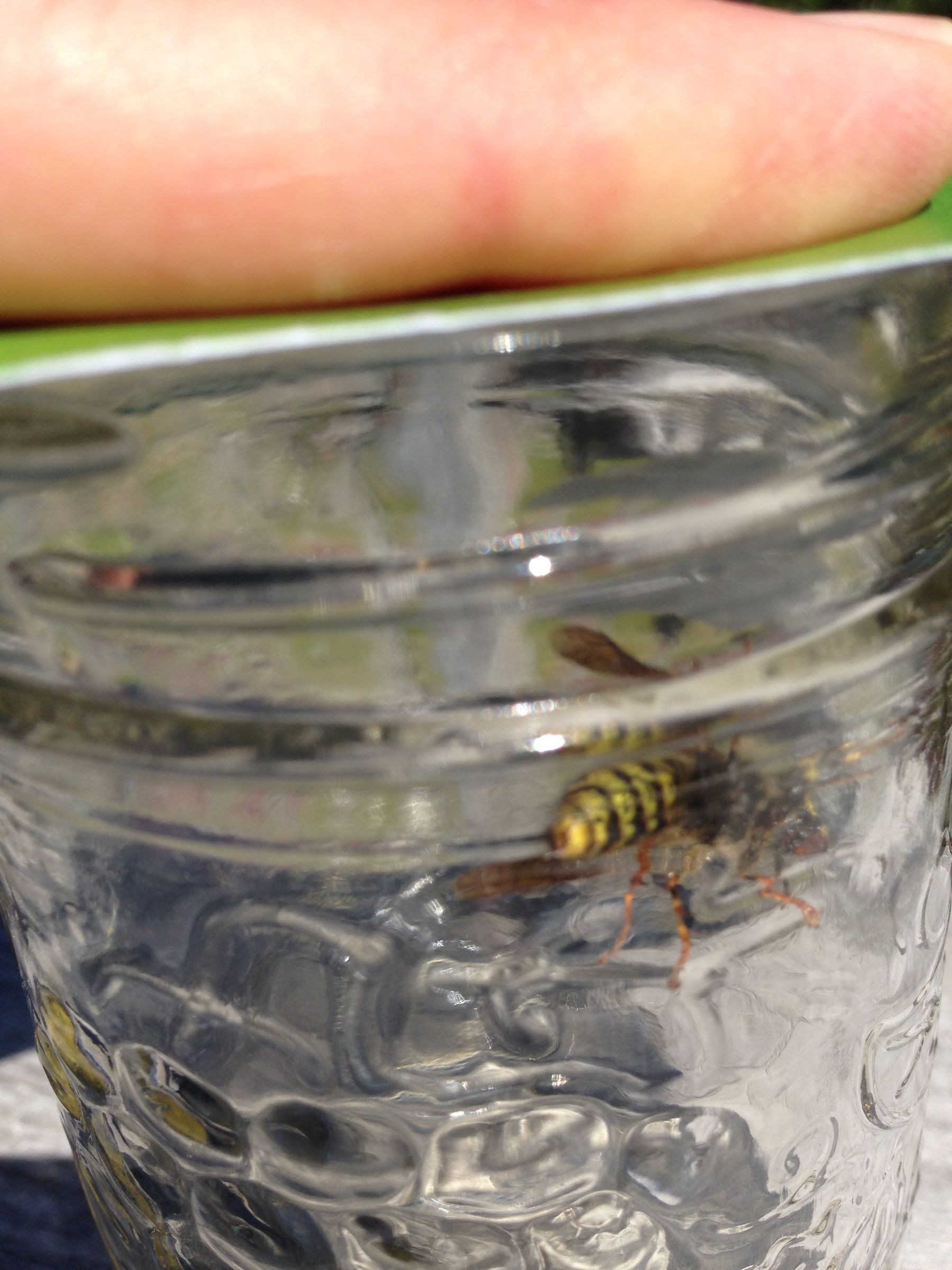 Catch and Release Insects : 5 Steps (with Pictures) - Instructables