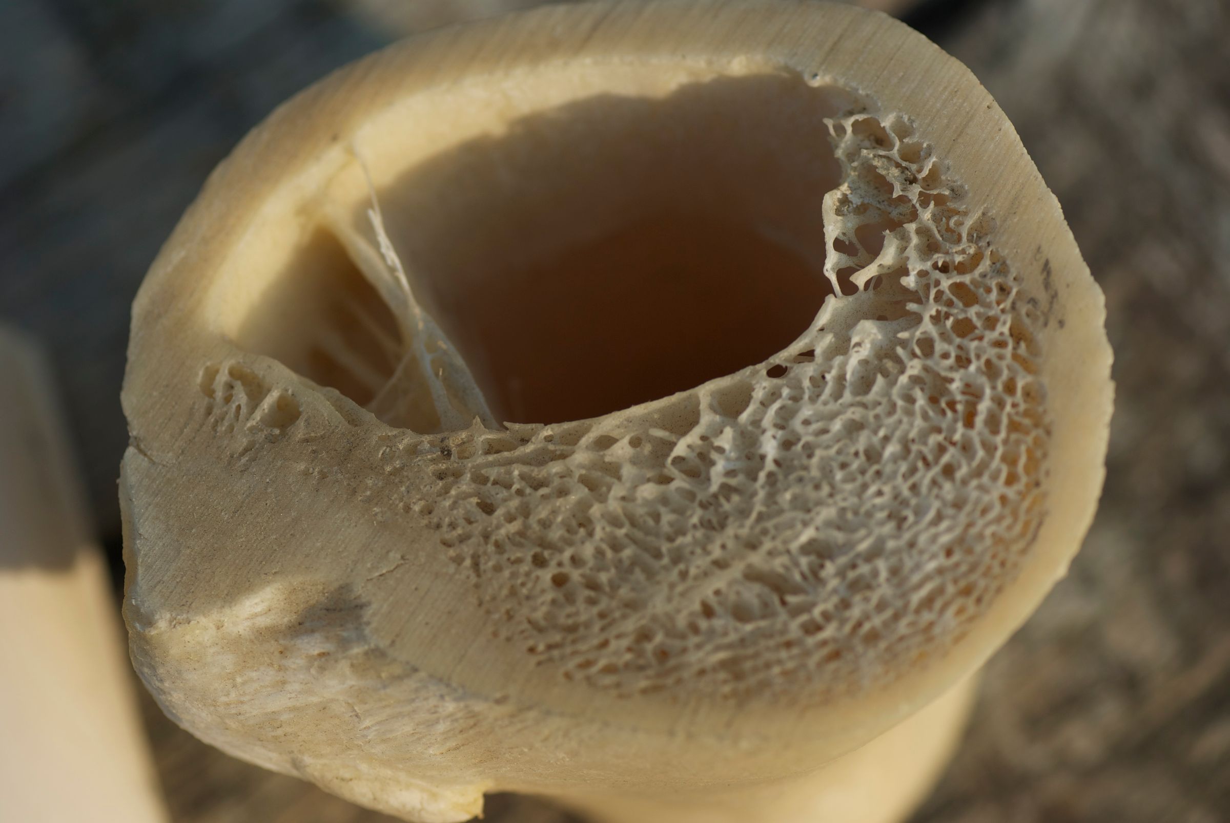 Celtic Knot Bone Ring : 9 Steps (with Pictures) - Instructables