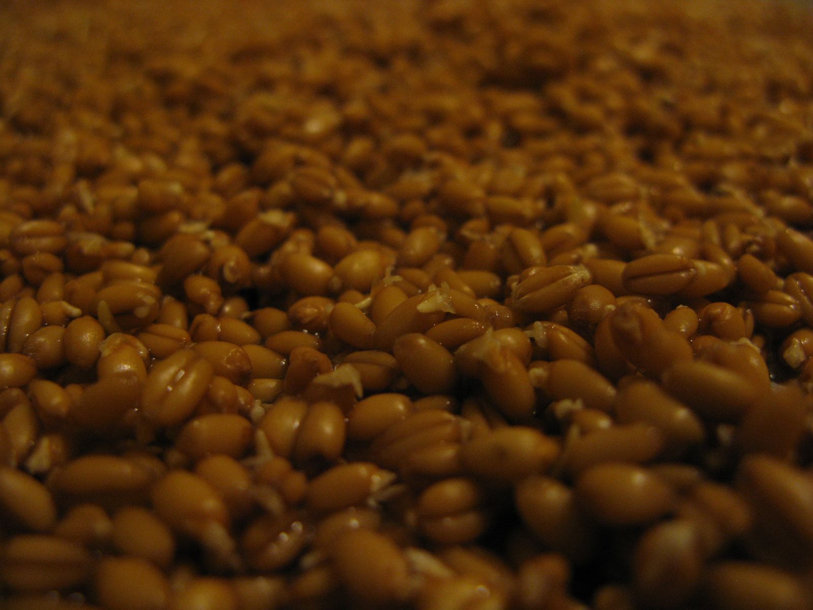 Sprouted Wheat Berry Bread = 2 Ingredients, 4 Steps : 7 Steps (with ...