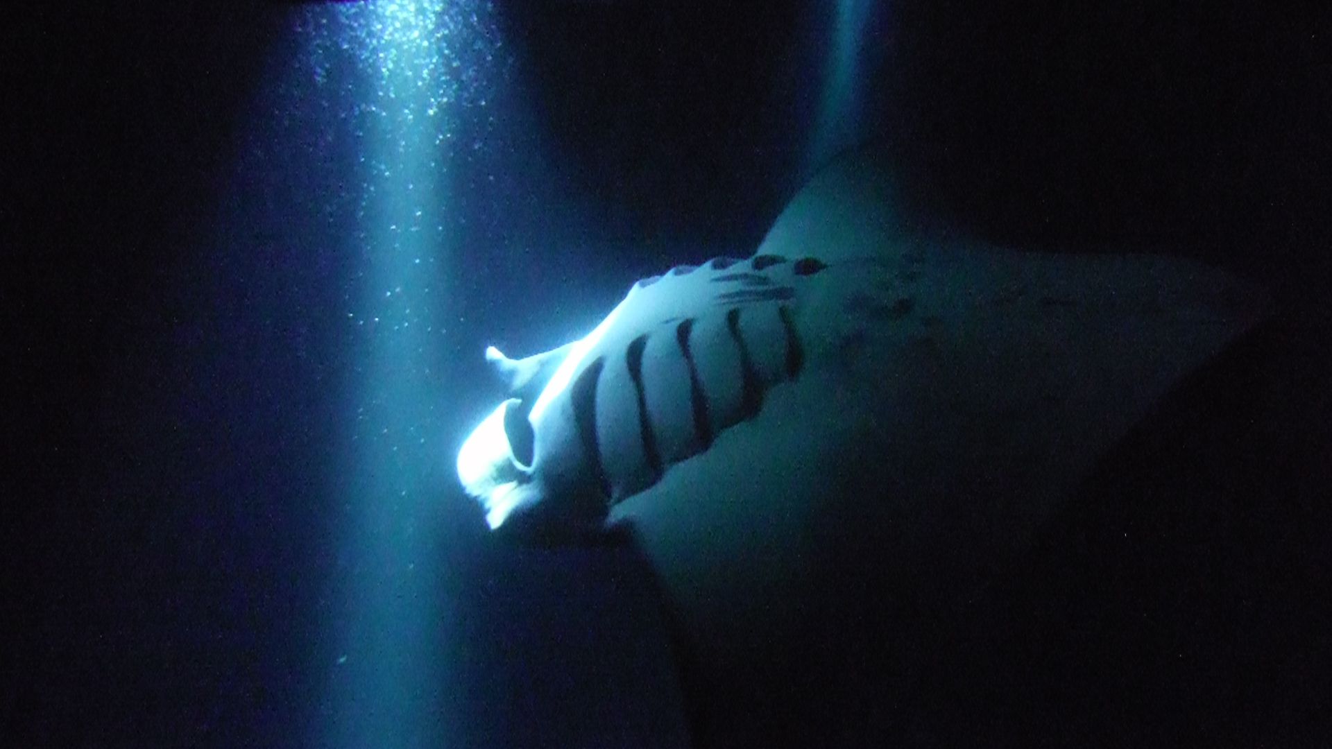 Underwater Camera Mount : 8 Steps (with Pictures) - Instructables