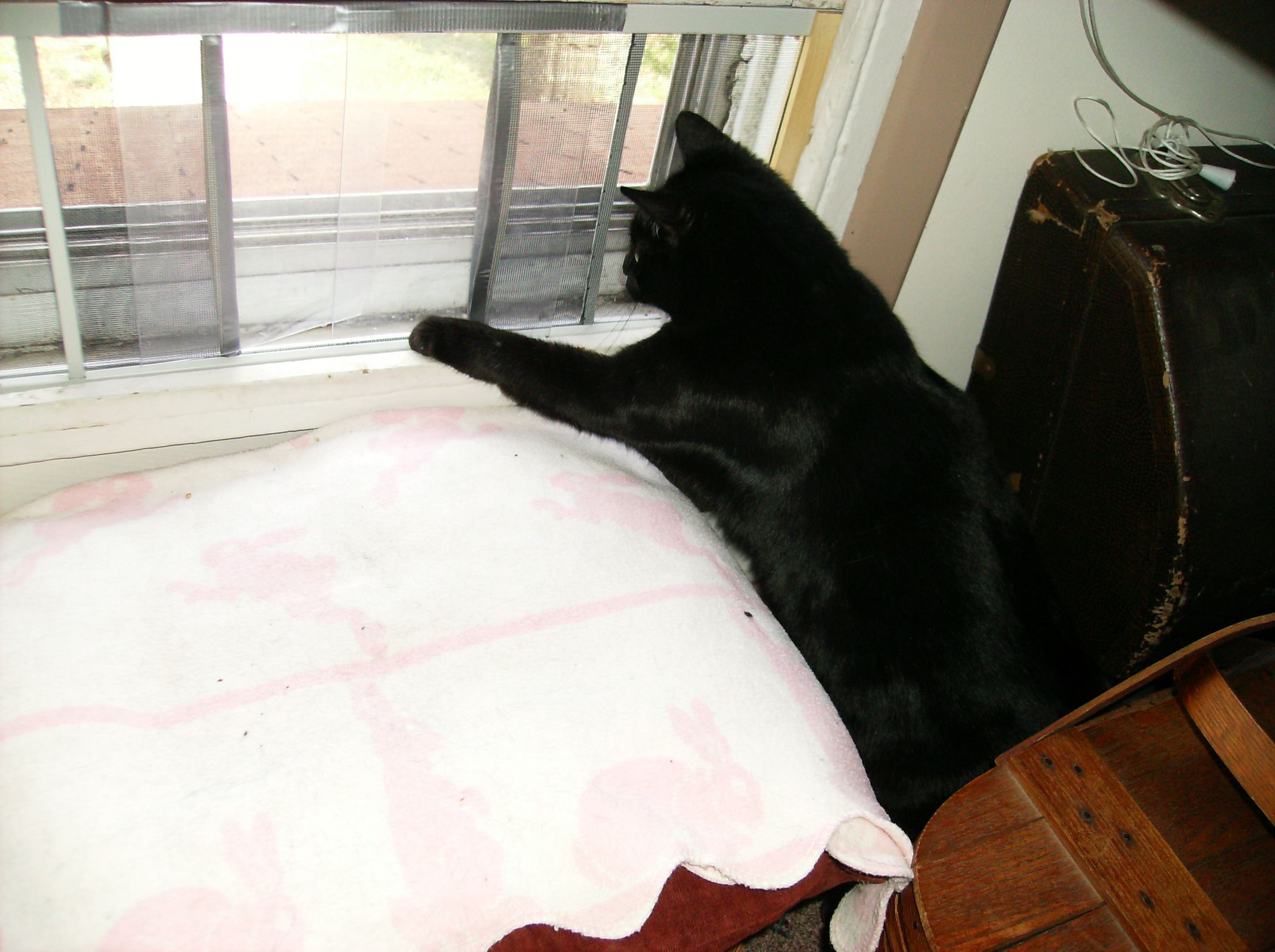 How to Make a Cat Entryway in a Removable Window Screen : 10 Steps ...