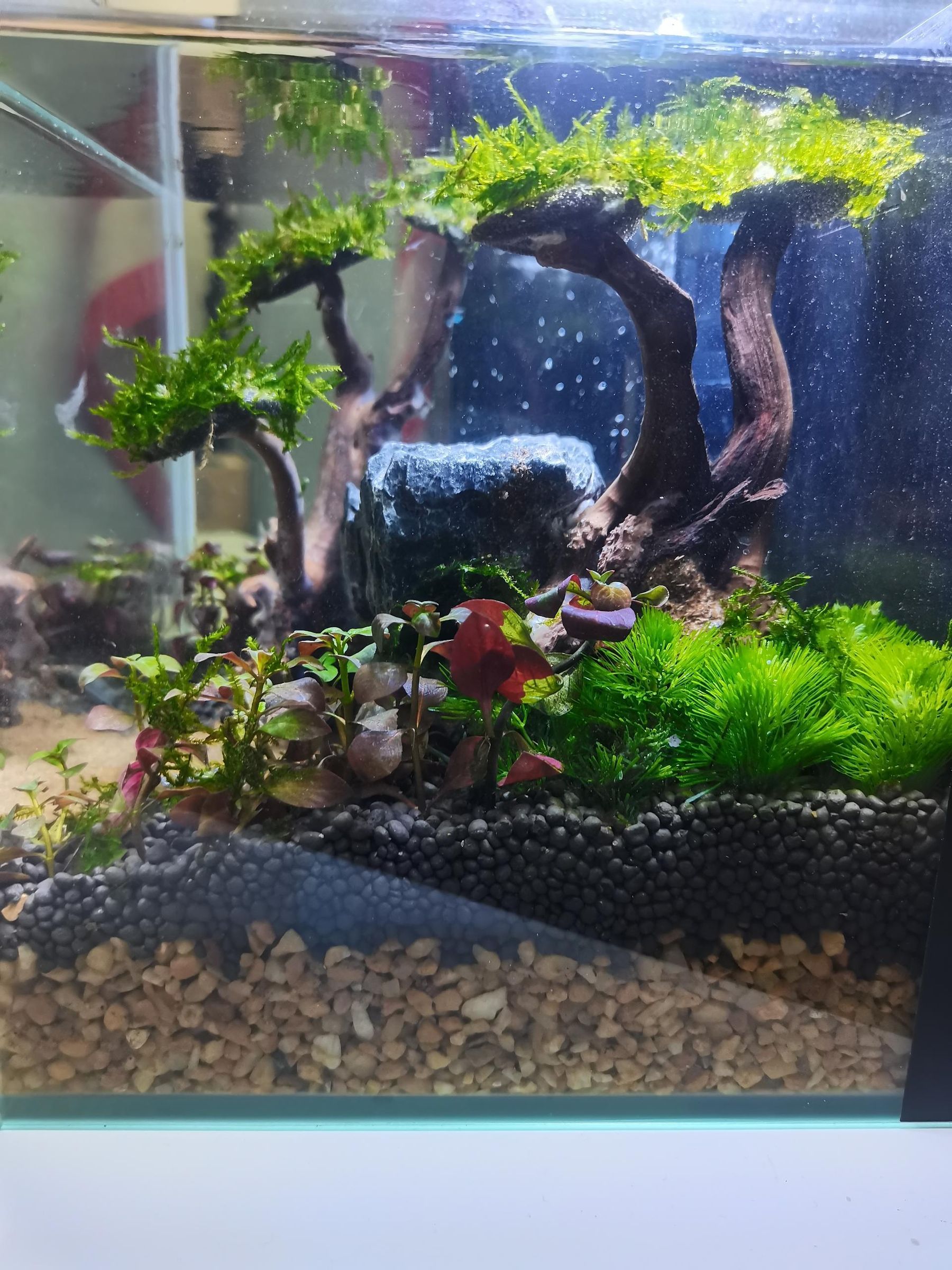 Make a Small Aquascape Within 2 Hours : 7 Steps - Instructables