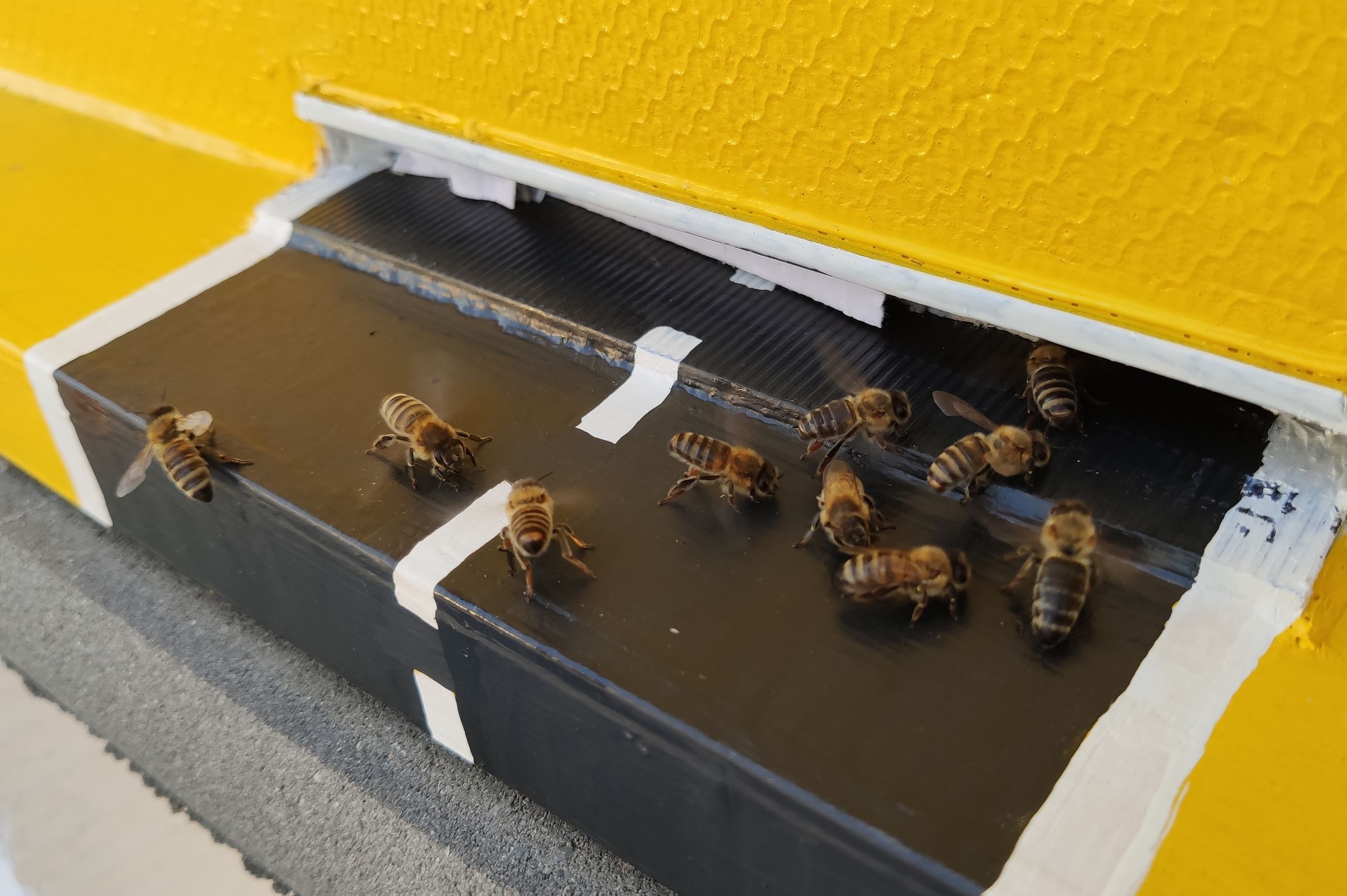 Honey Bee Counter II : 5 Steps - Instructables