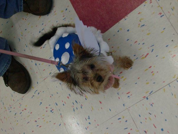 BLUE SHELL PUP - Instructables