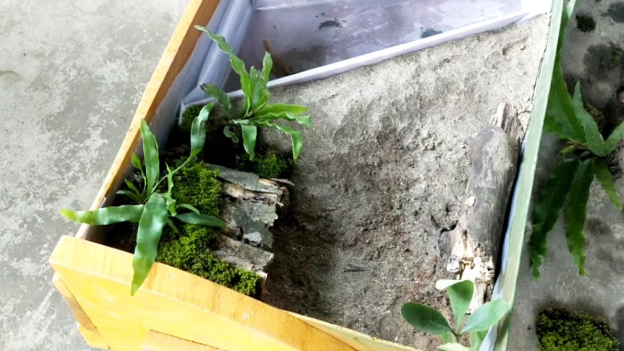 Turtle Habitat for Baby Turtles | Homemade Turtle Garden : 18 Steps ...