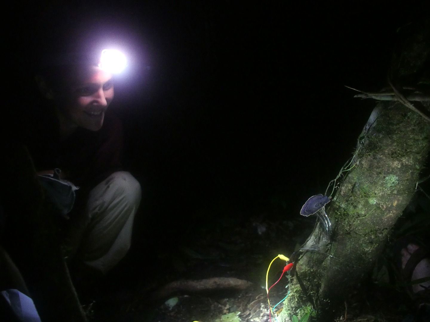 Fiber-Optic Jungle Insect Traffic Taster : 17 Steps (with Pictures ...