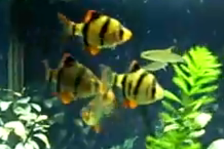 How to Select the Right Fish for Your Aquarium : 5 Steps - Instructables