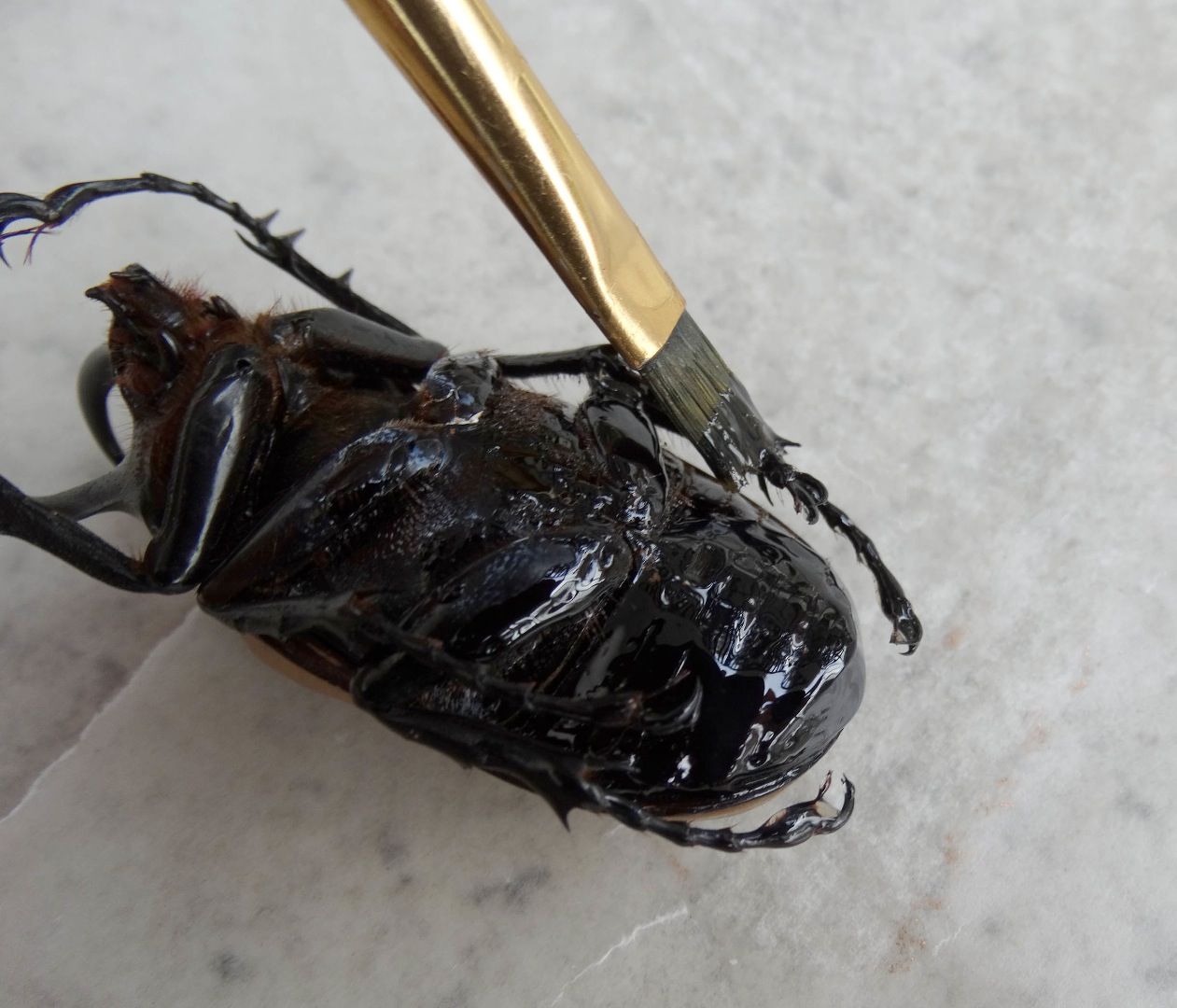 Preparing and Gilding a Real Insect : 10 Steps (with Pictures ...